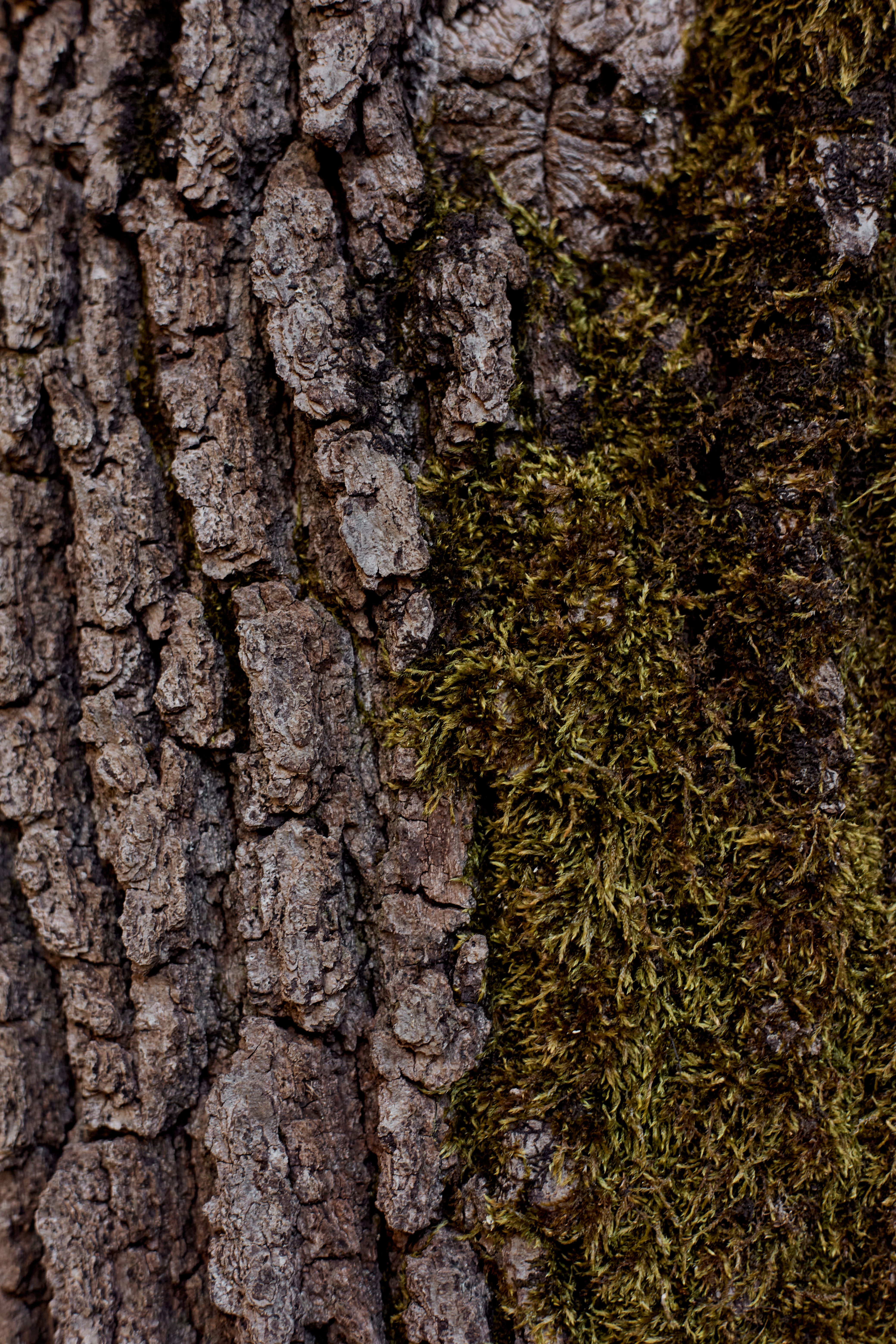 Close-up of Tree Bark and Moss Textures · Free Stock Photo