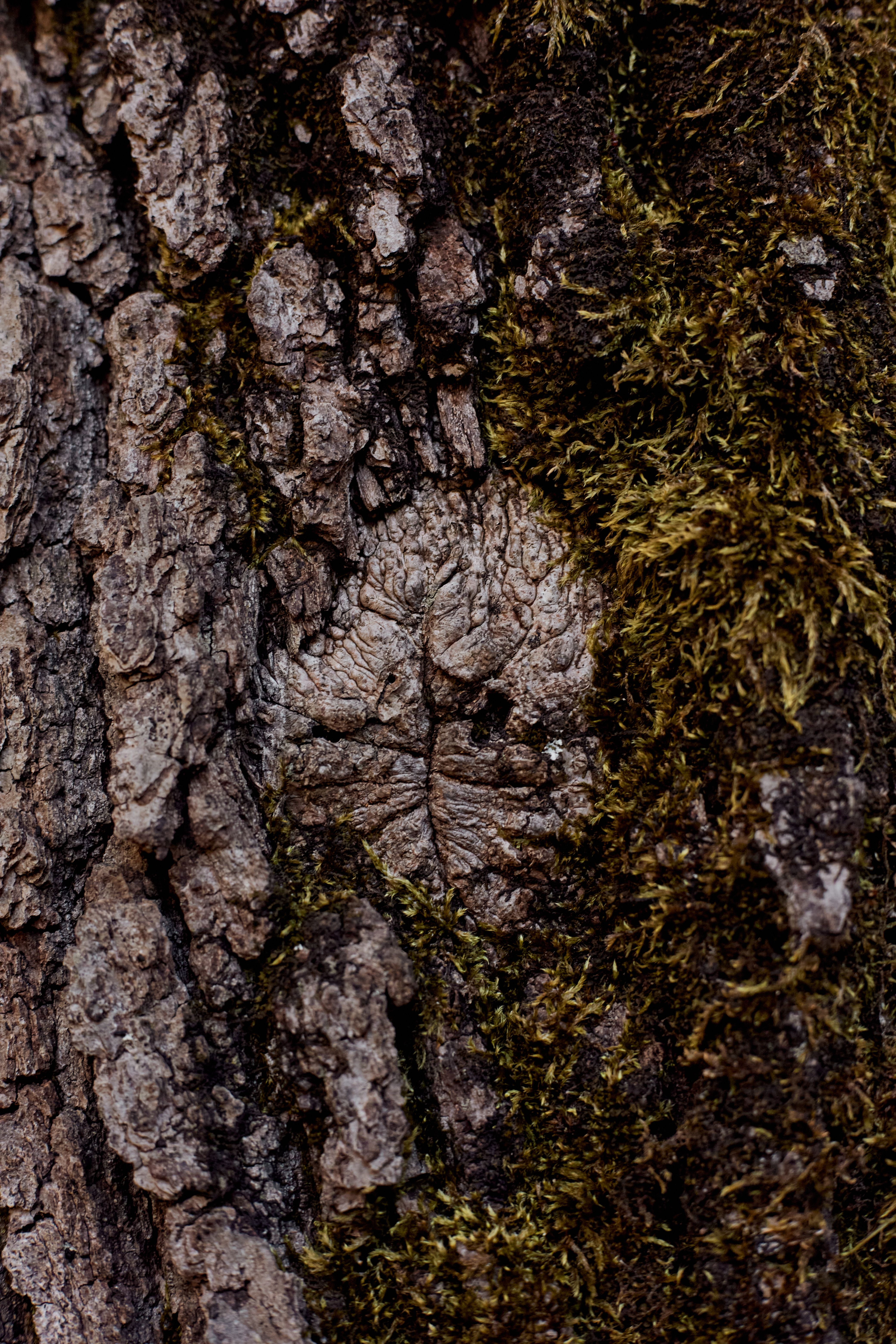 Tree Trunk in Close Up Photography · Free Stock Photo
