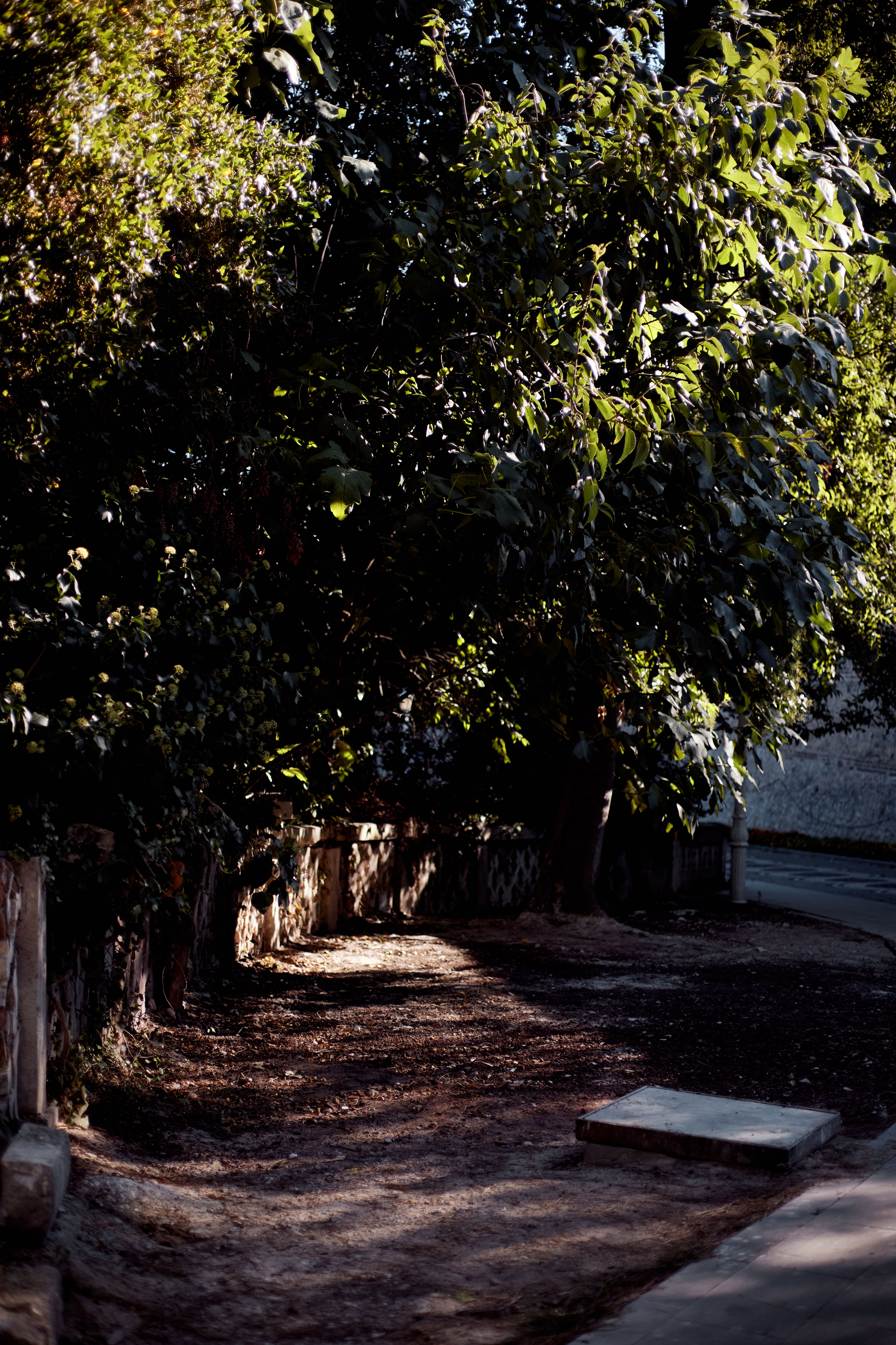 Sunlit Pathway Through Lush Green Trees Outdoors · Free Stock Photo