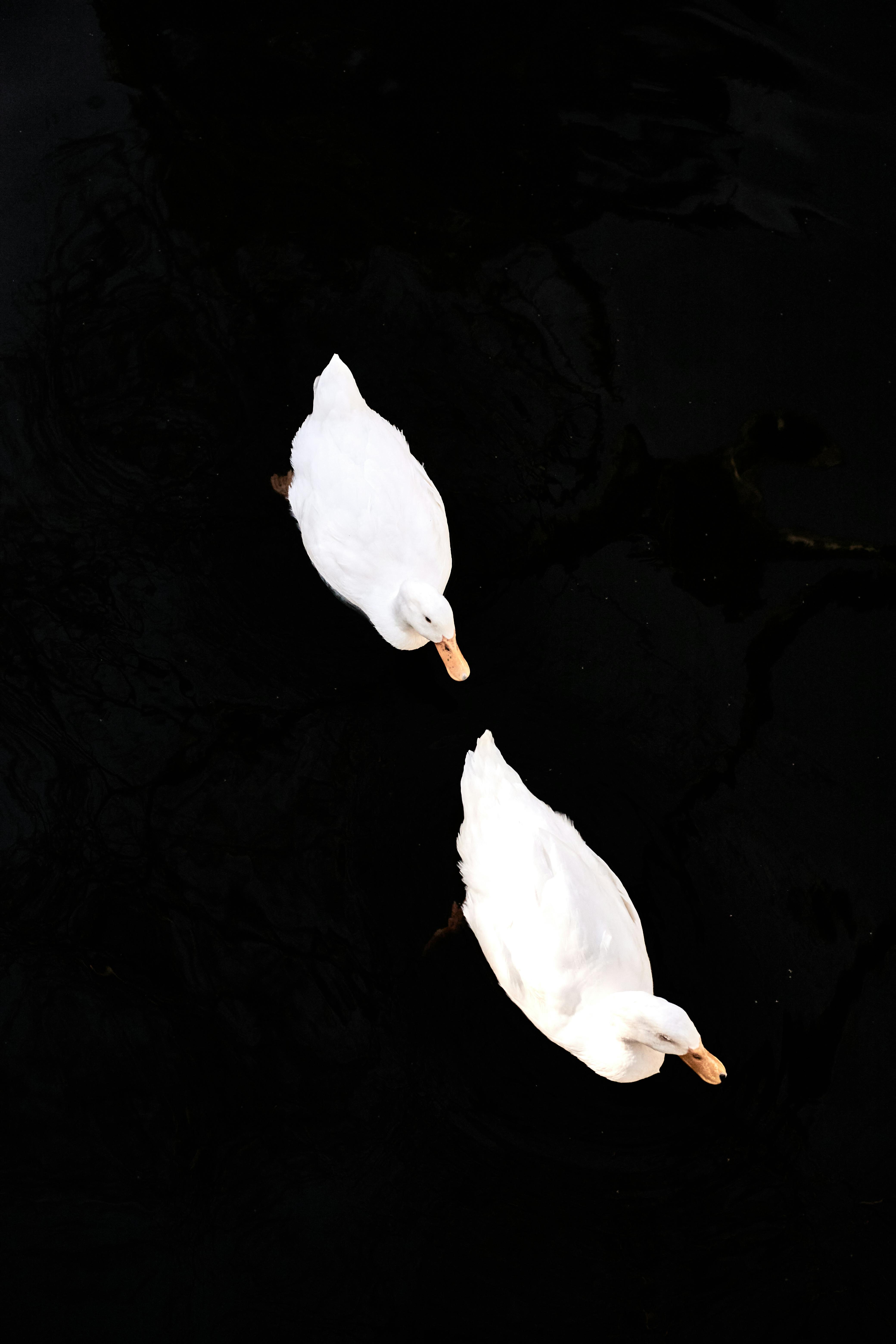 Razorbill+Pair+In+Bolungarvík,+Iceland Photos, Download The BEST Free ...