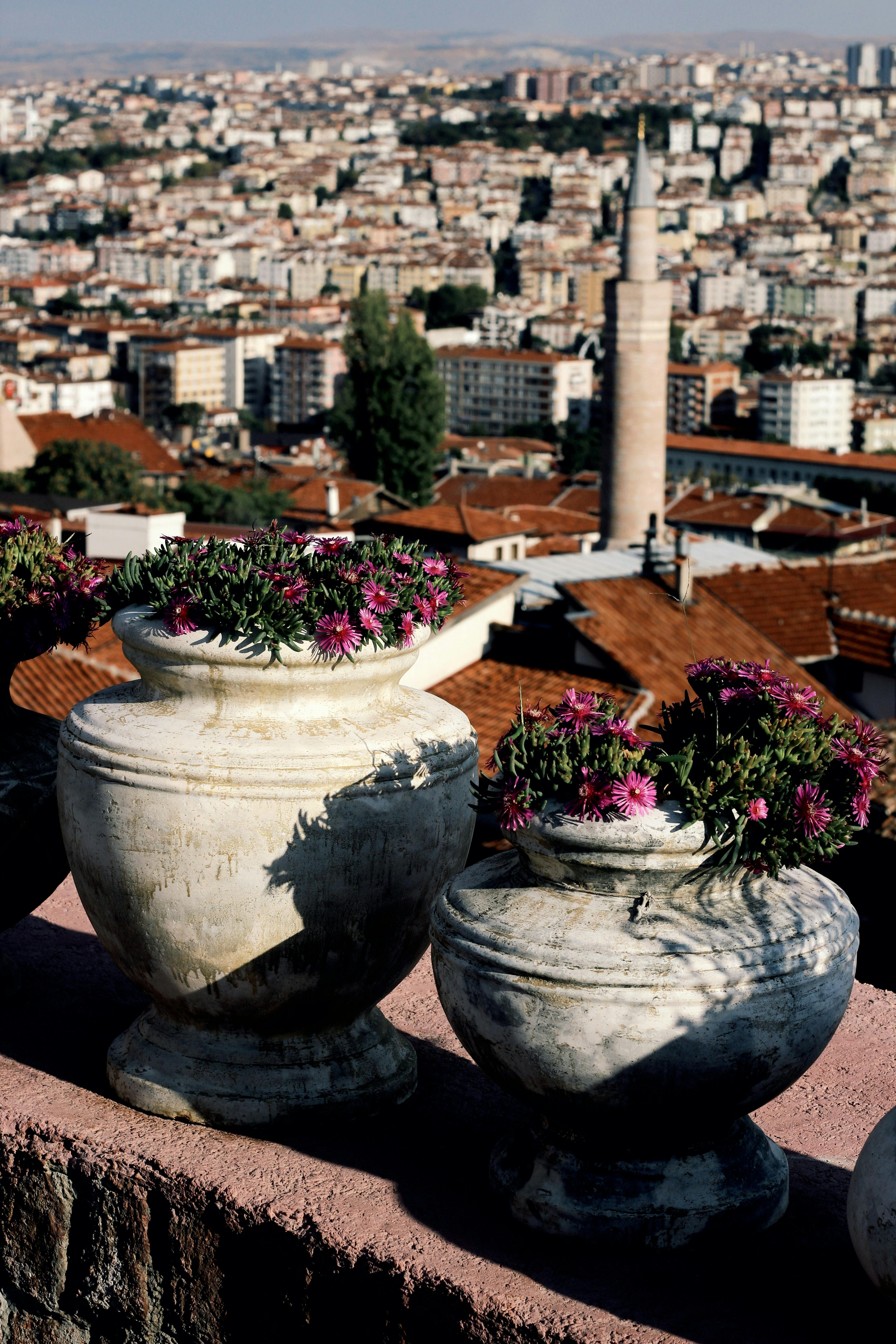 High Resolution Flowers Photos, Download The BEST Free High Resolution ...