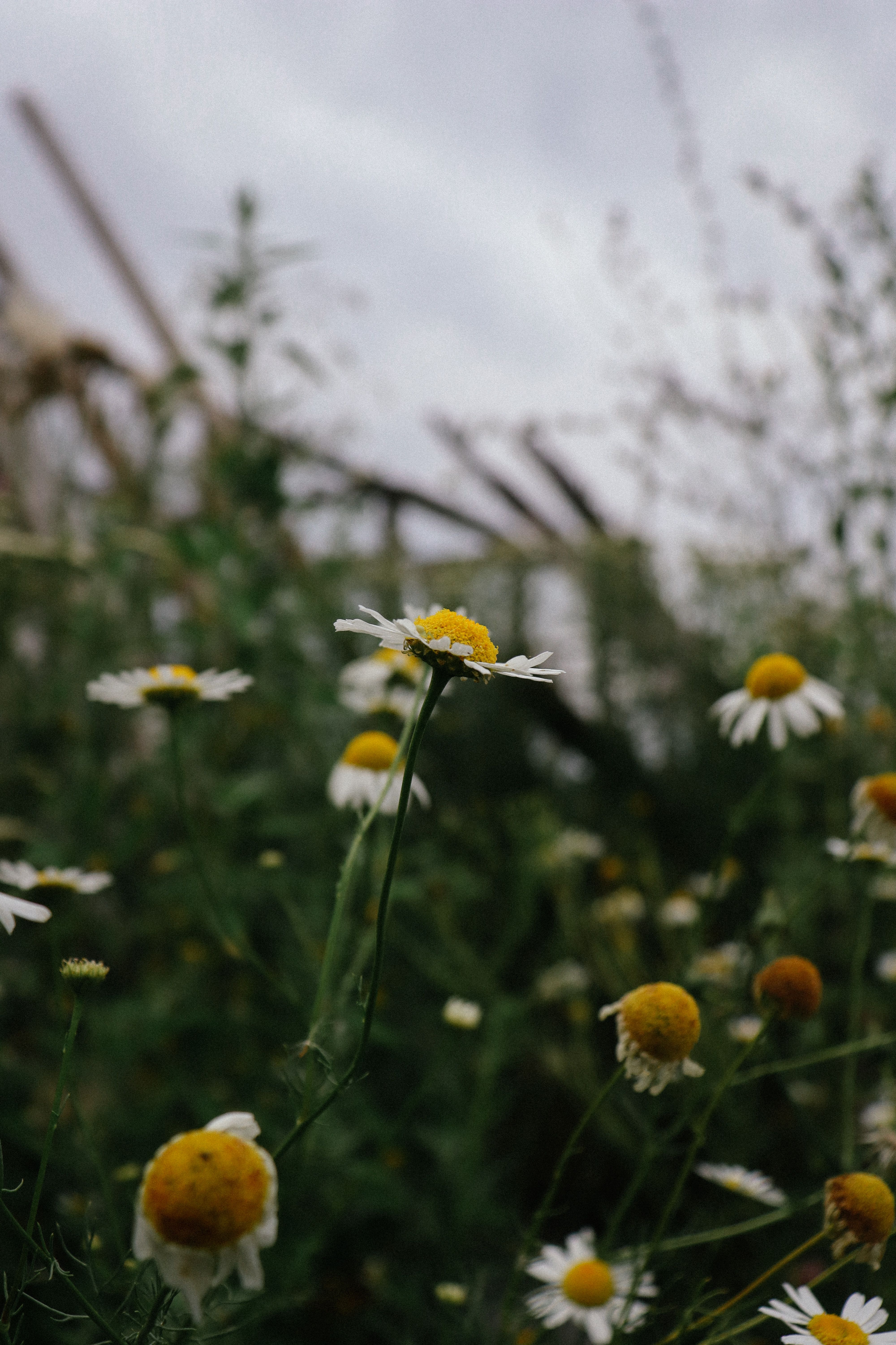 Close-up of Wild Chamomile Flowers in a Field · Free Stock Photo