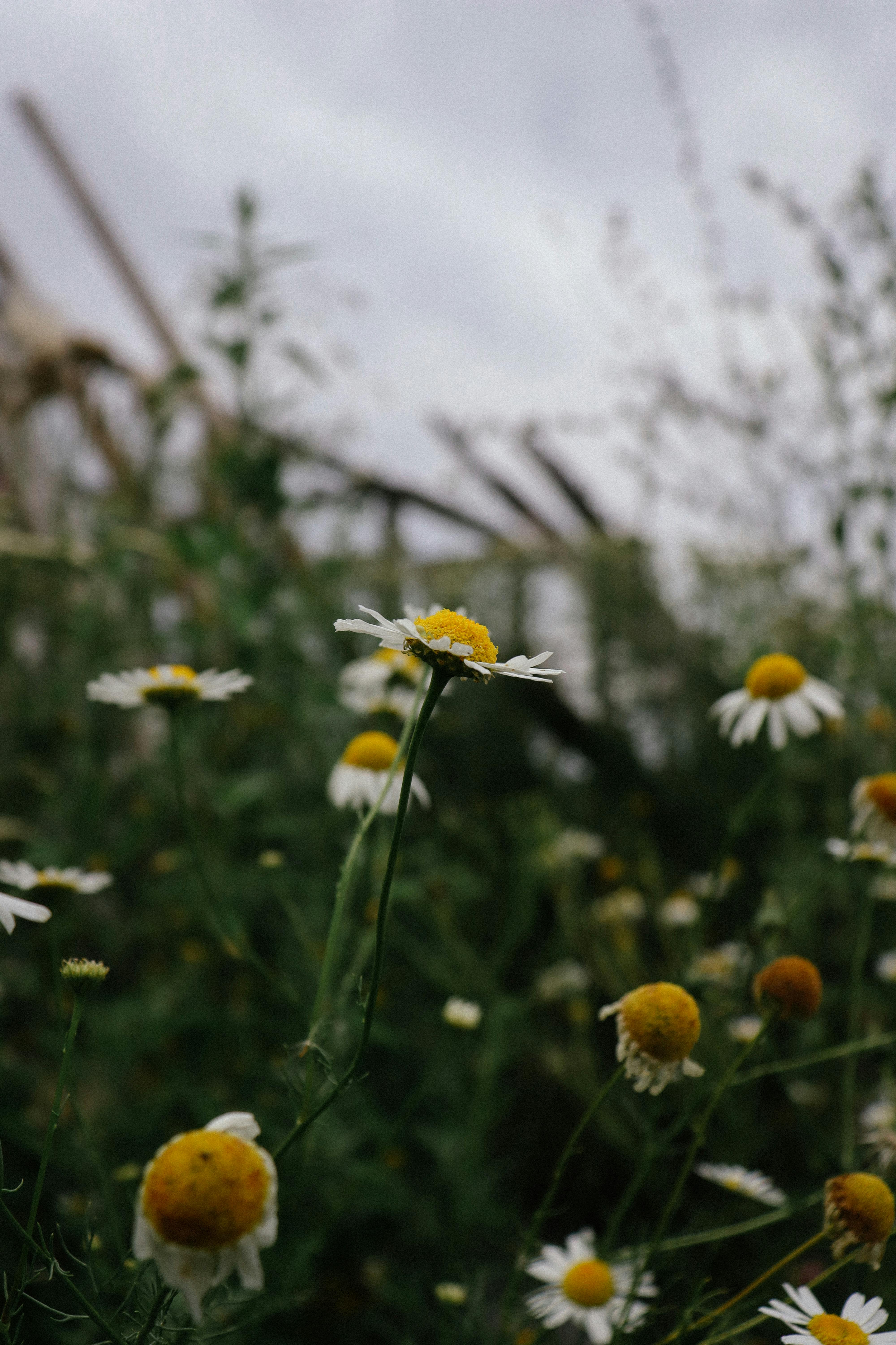 Induction Background Photos, Download The BEST Free Induction ...