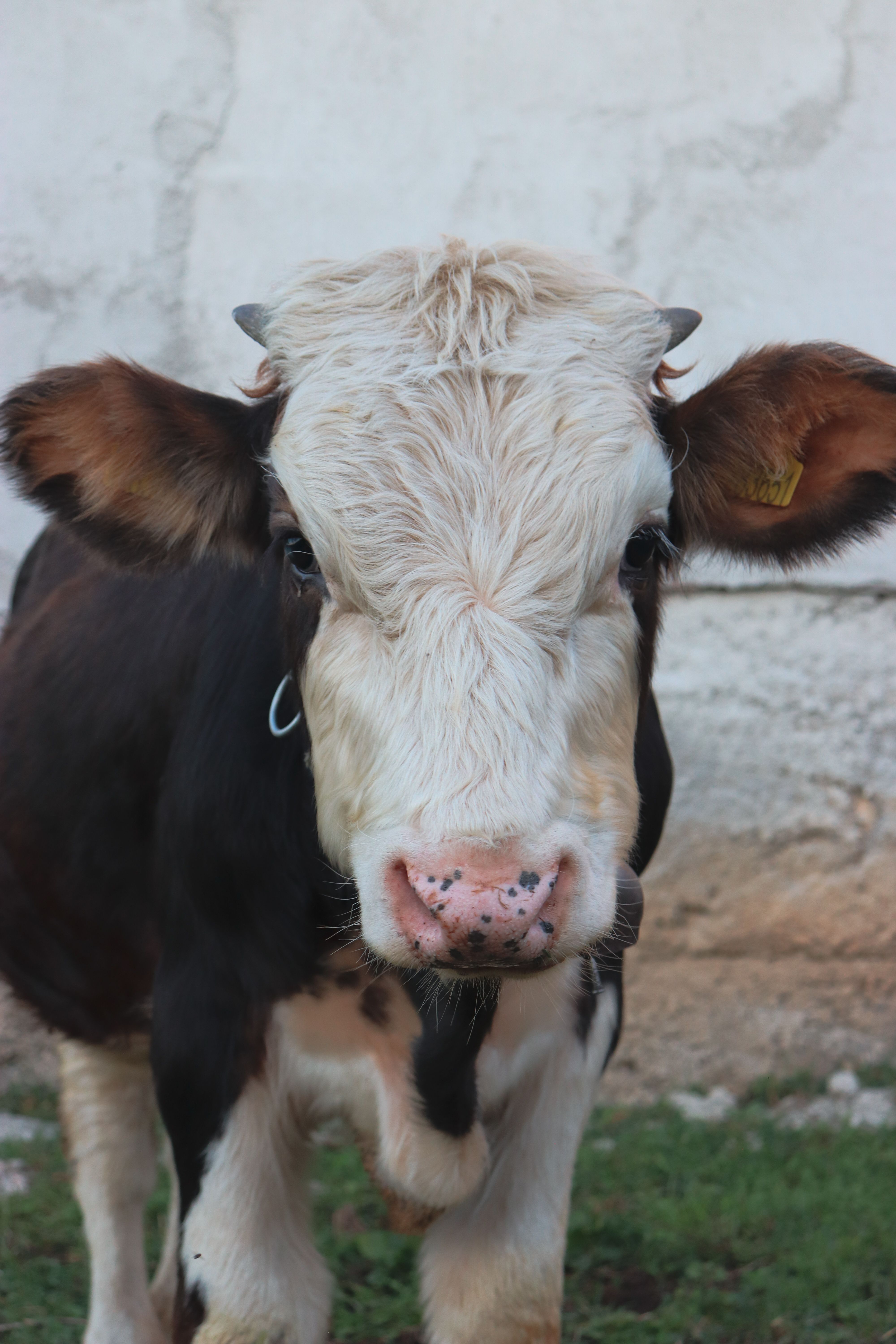 Cow Face Photos, Download The BEST Free Cow Face Stock Photos & HD Images