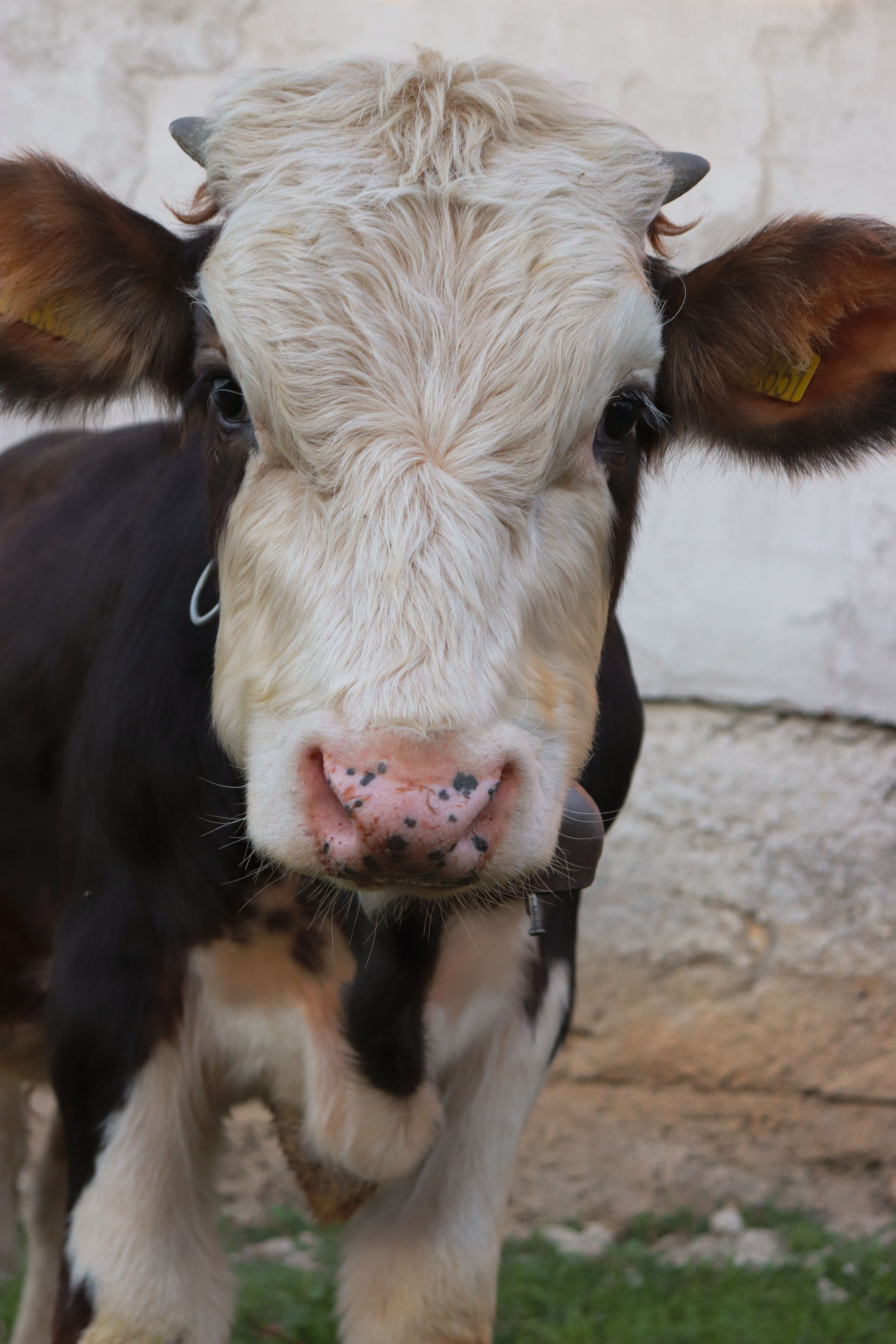 Cow Ka Wallpaperga Photos, Download The BEST Free Cow Ka Wallpaperga ...