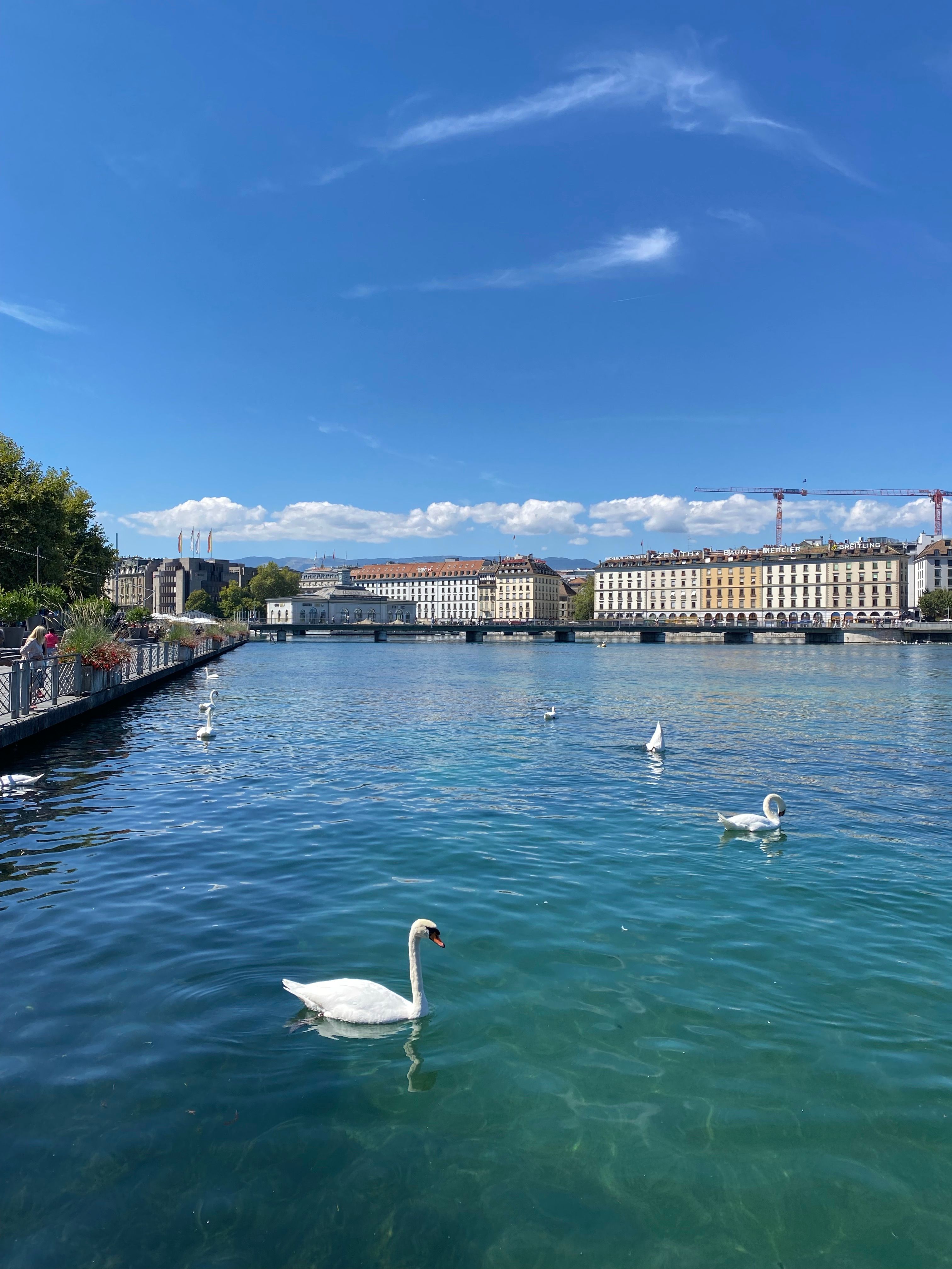 Peaceful Scene of Swans on Geneva Lake · Free Stock Photo