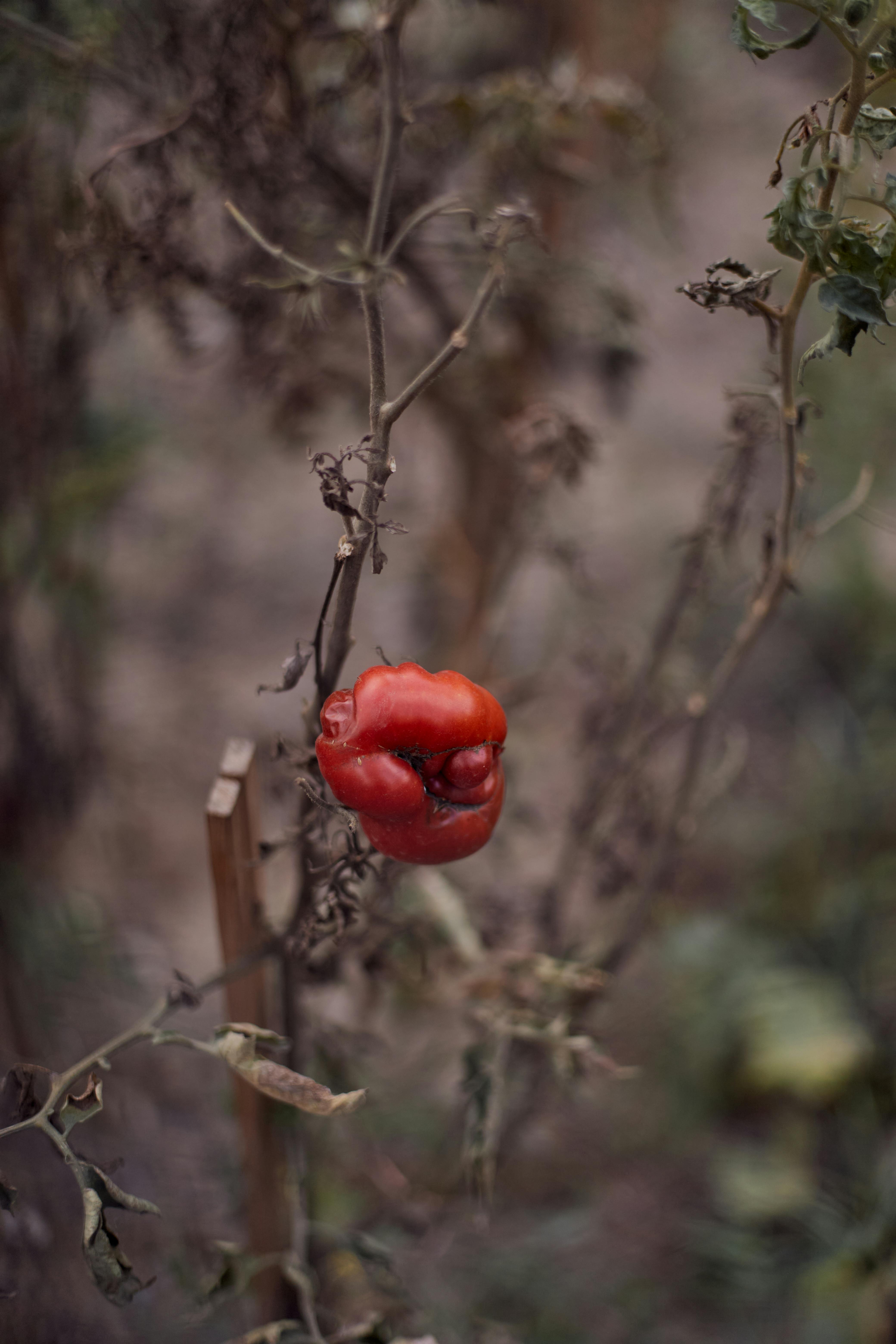 Stem Background Photos, Download The BEST Free Stem Background Stock ...