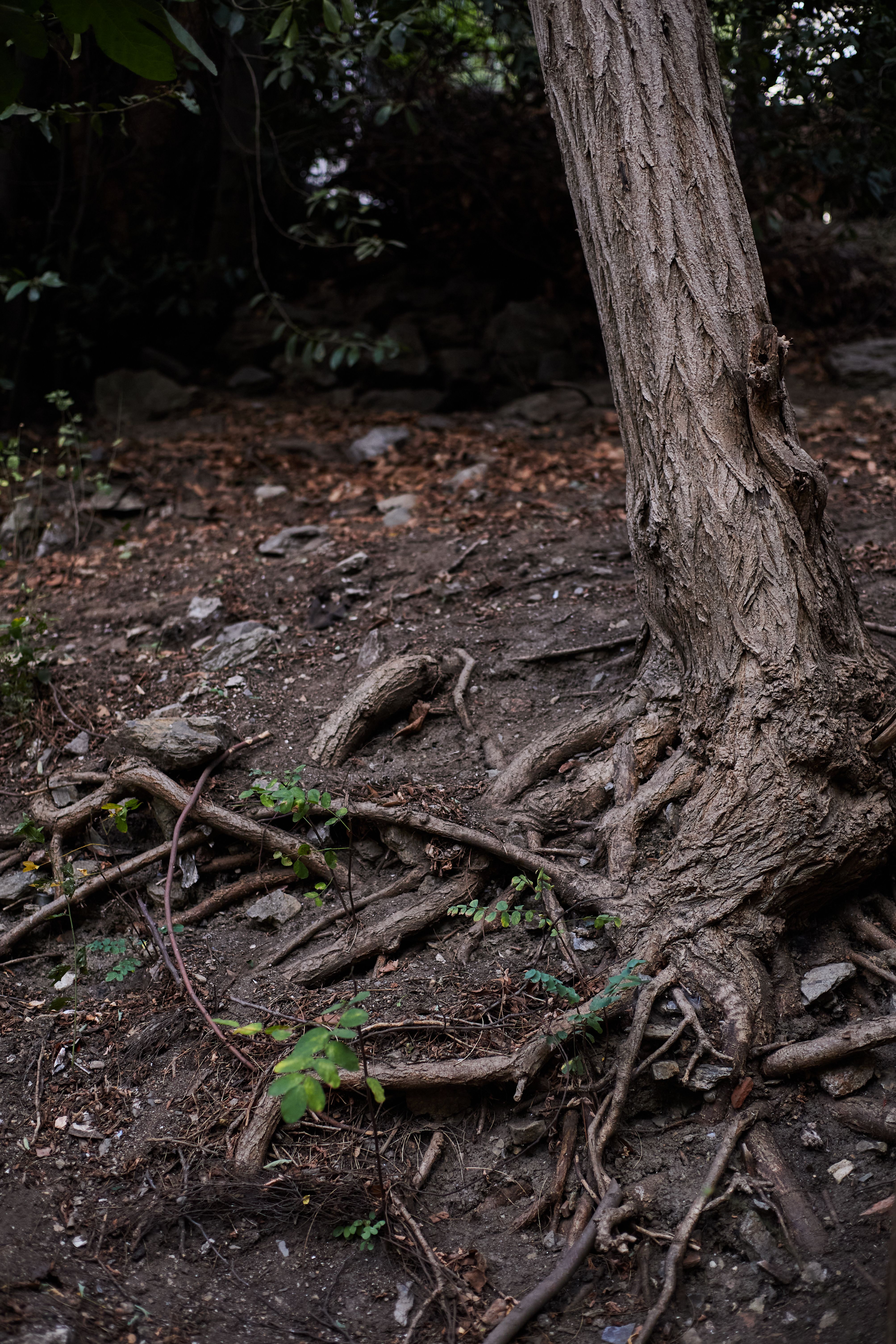 Picking Tree Roots Photos, Download The BEST Free Picking Tree Roots ...