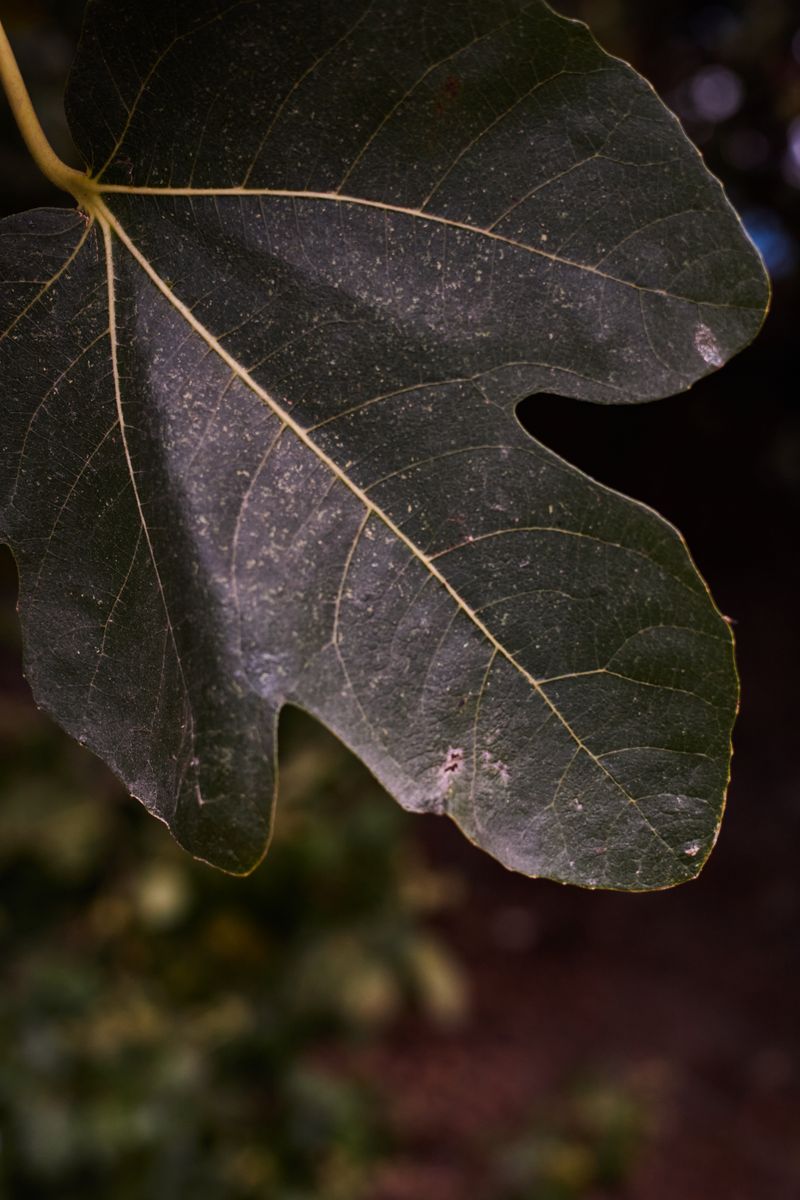 Fig Tree Photos, Download The BEST Free Fig Tree Stock Photos & HD Images