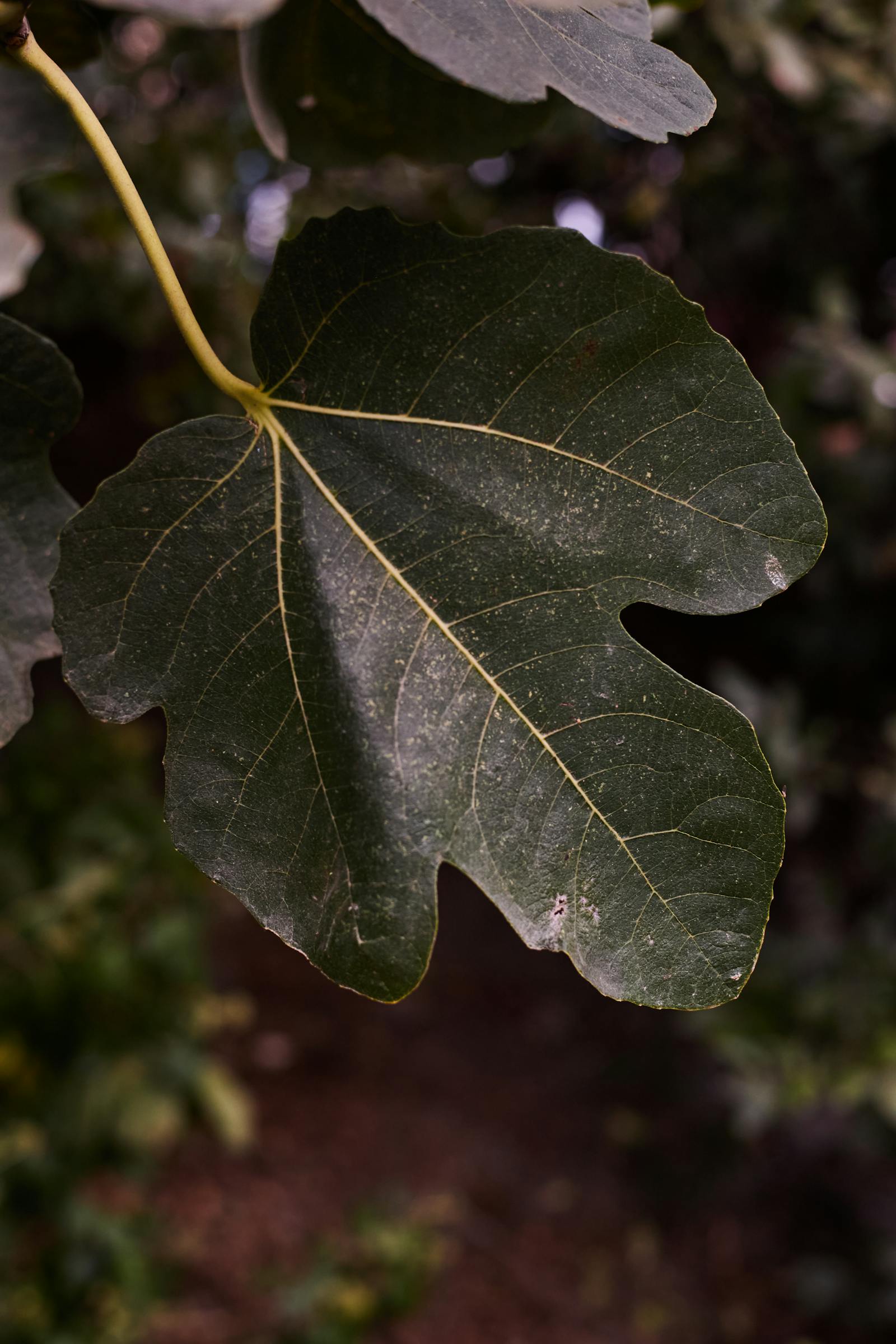 Fig Tree Photos, Download The BEST Free Fig Tree Stock Photos & HD Images