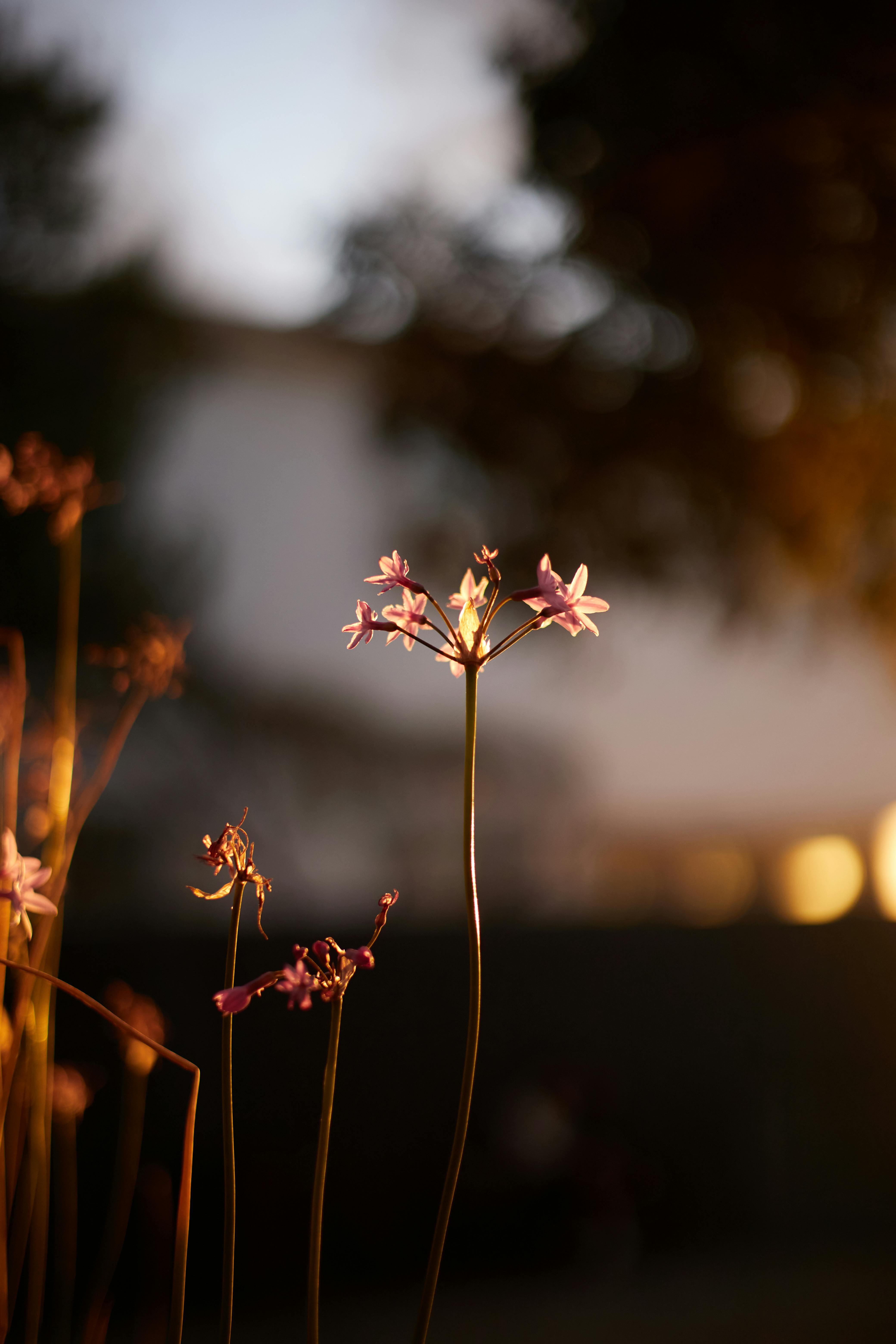 Evening Flowers Photos, Download The BEST Free Evening Flowers Stock ...