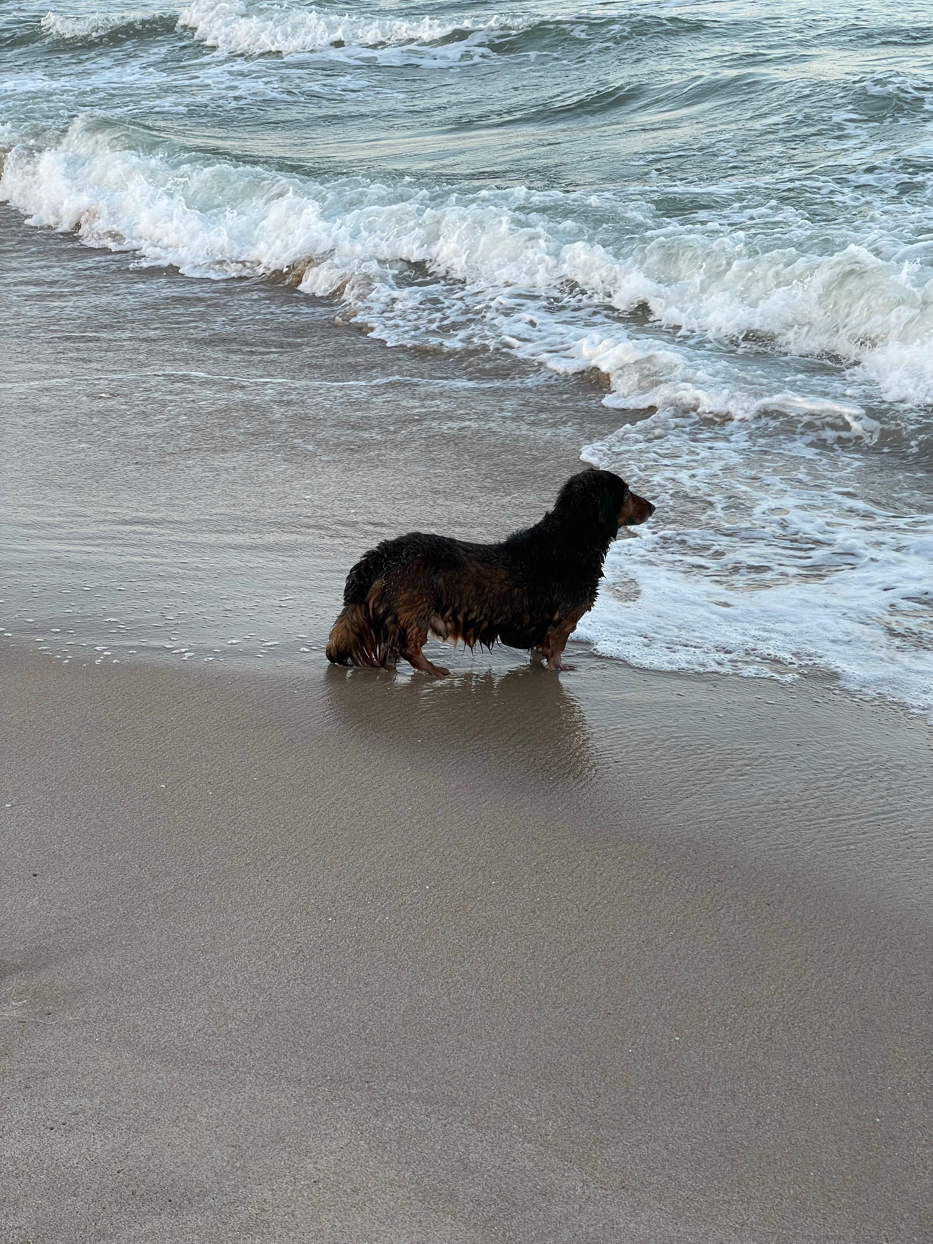 Dog Enjoying a Tranquil Beach Shoreline · Free Stock Photo