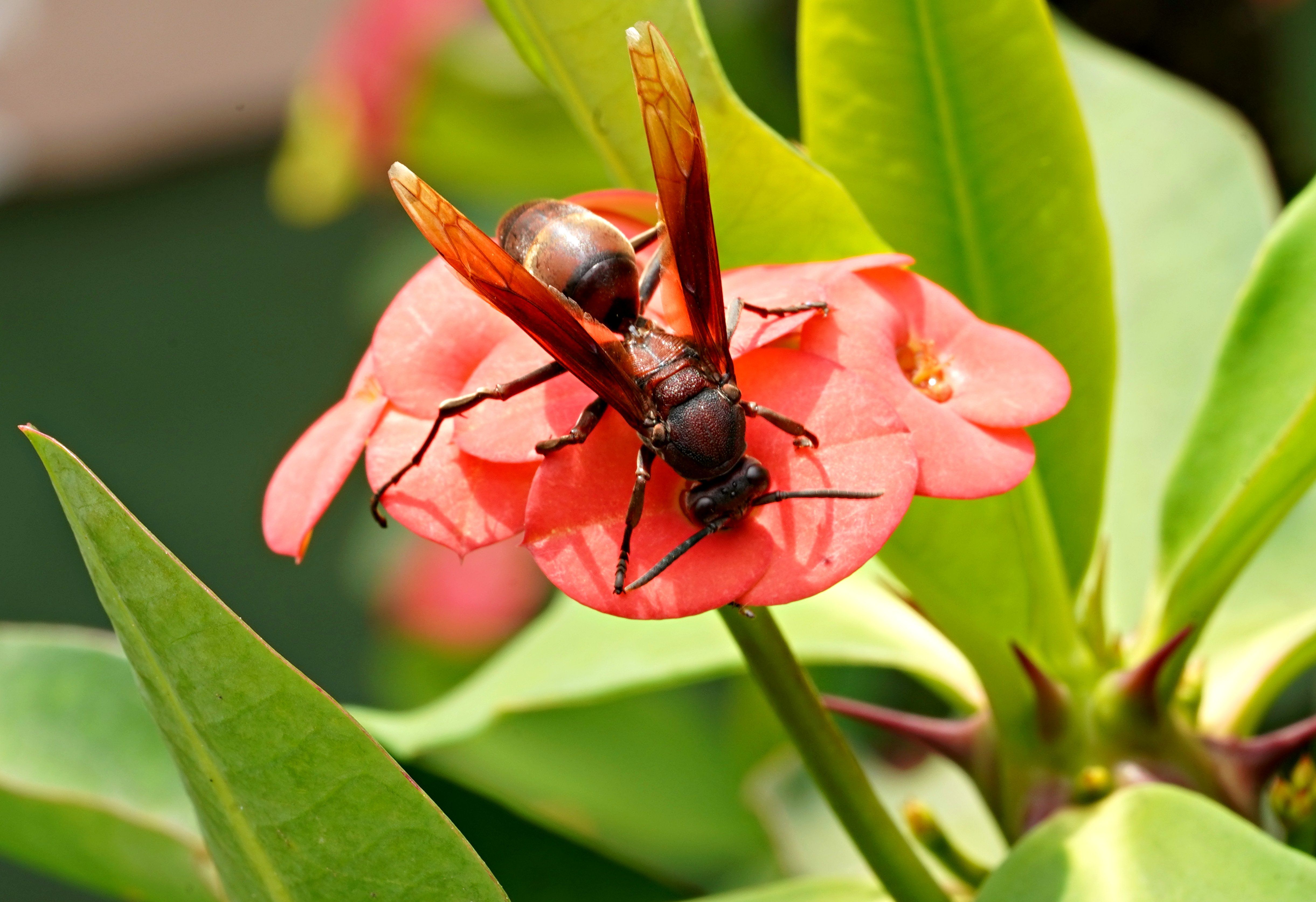 Close-Up of Wasp on Vibrant Red Flower · Free Stock Photo