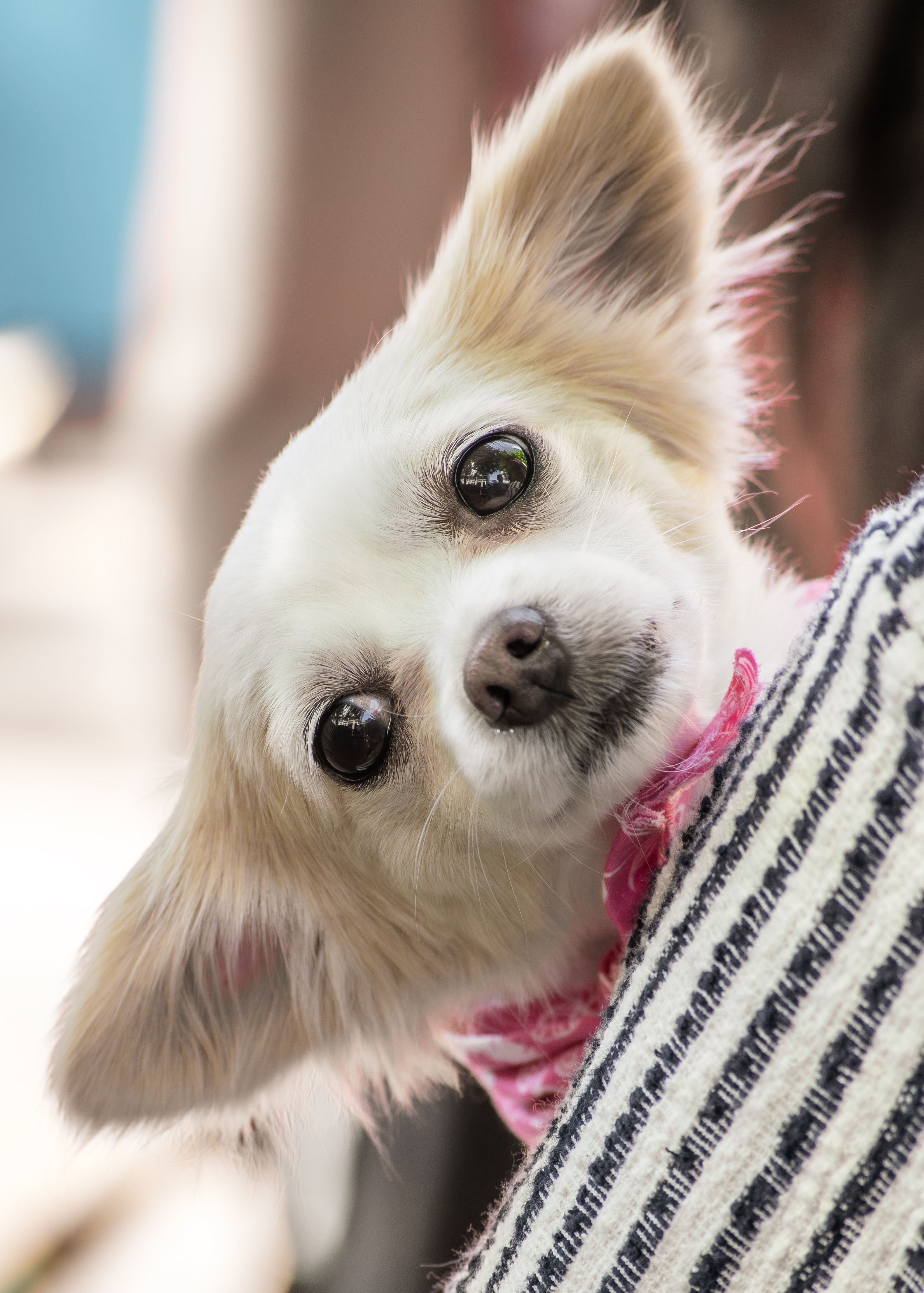 Puppy Eyees Dog Photos, Download The BEST Free Puppy Eyees Dog Stock ...