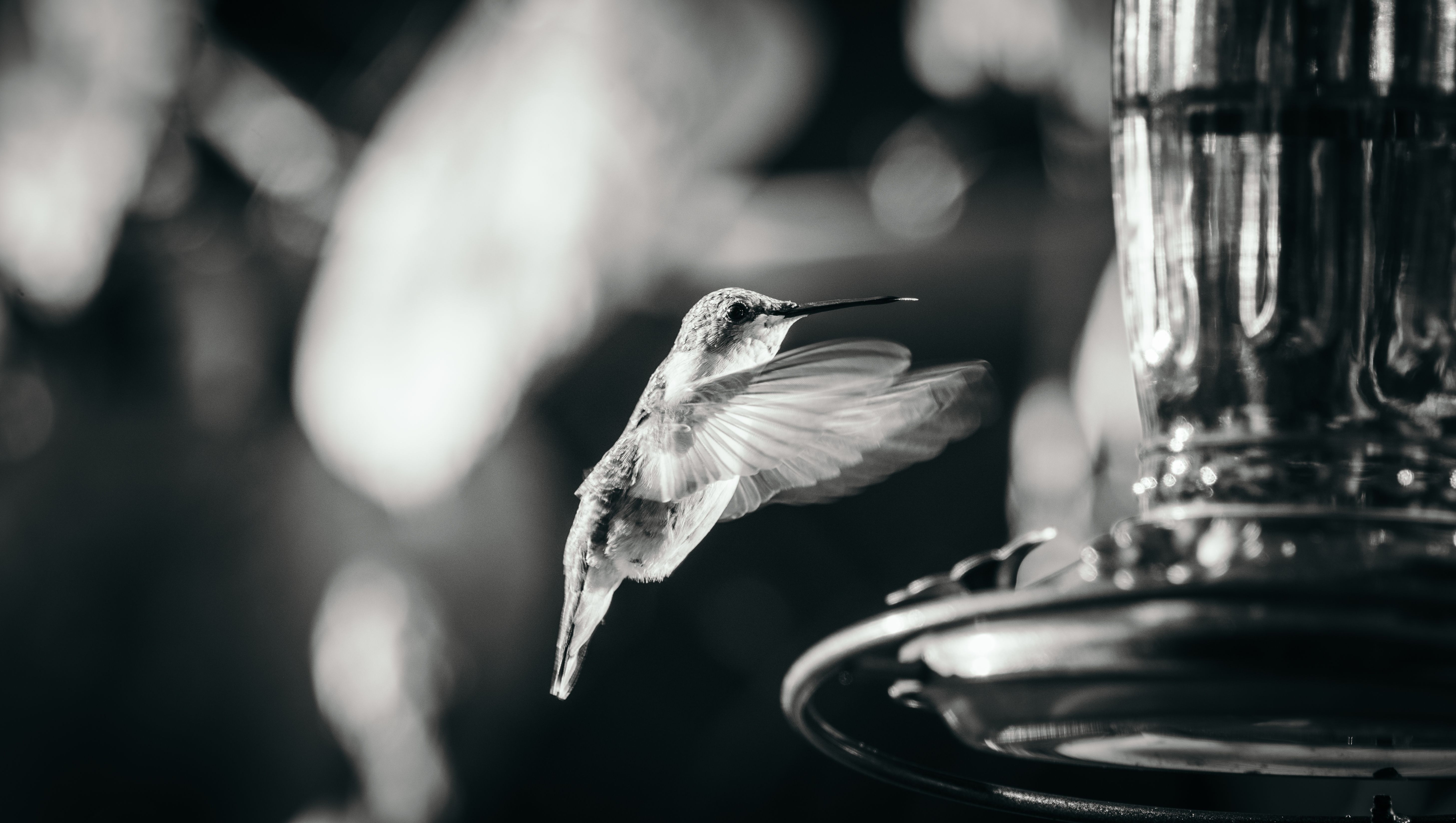 Quicking Photos, Download The BEST Free Quicking Stock Photos & HD Images
