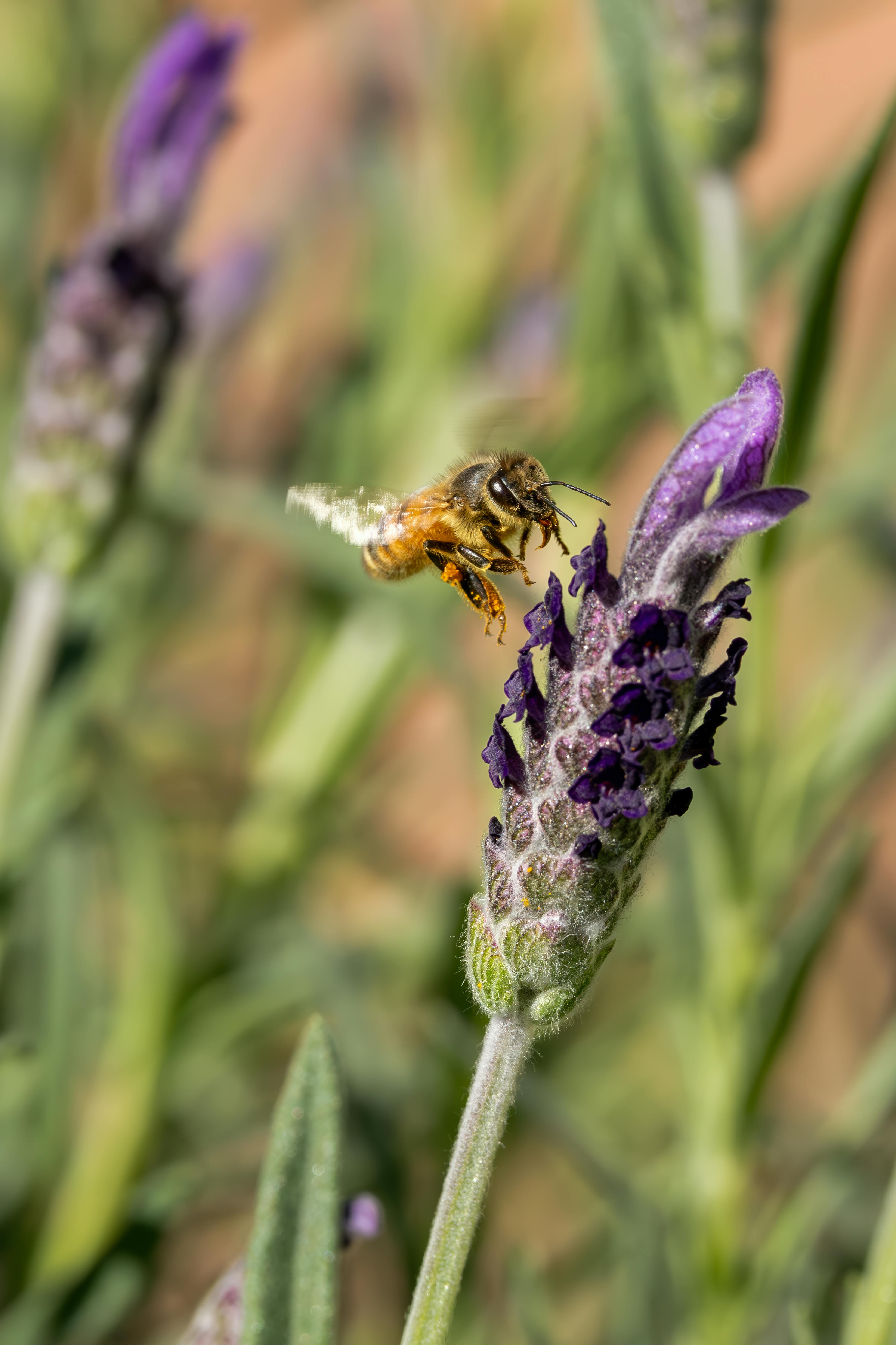 Australia Spring Photos, Download The BEST Free Australia Spring Stock ...