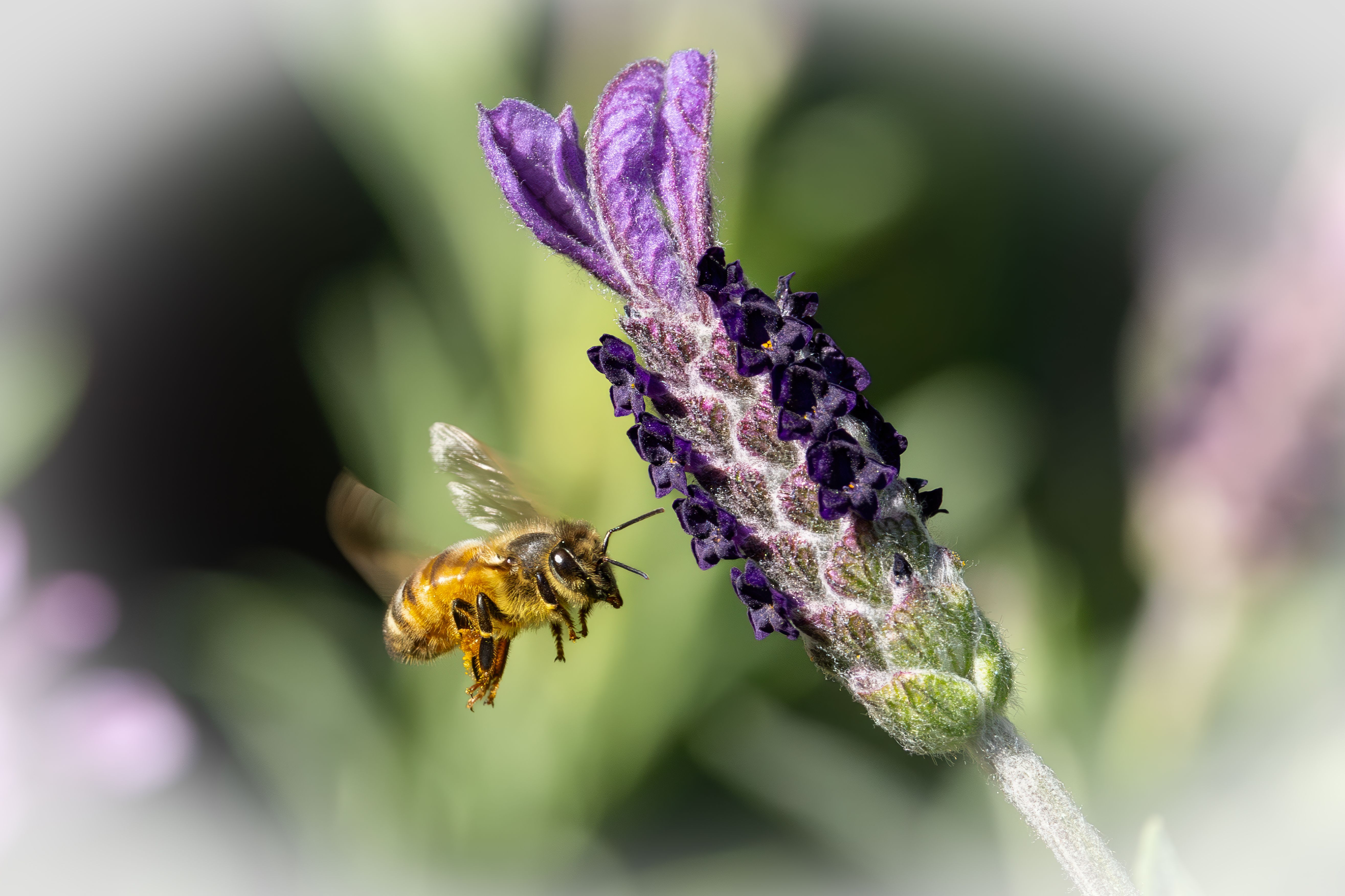 Bee On A Flower Photos, Download The BEST Free Bee On A Flower Stock ...