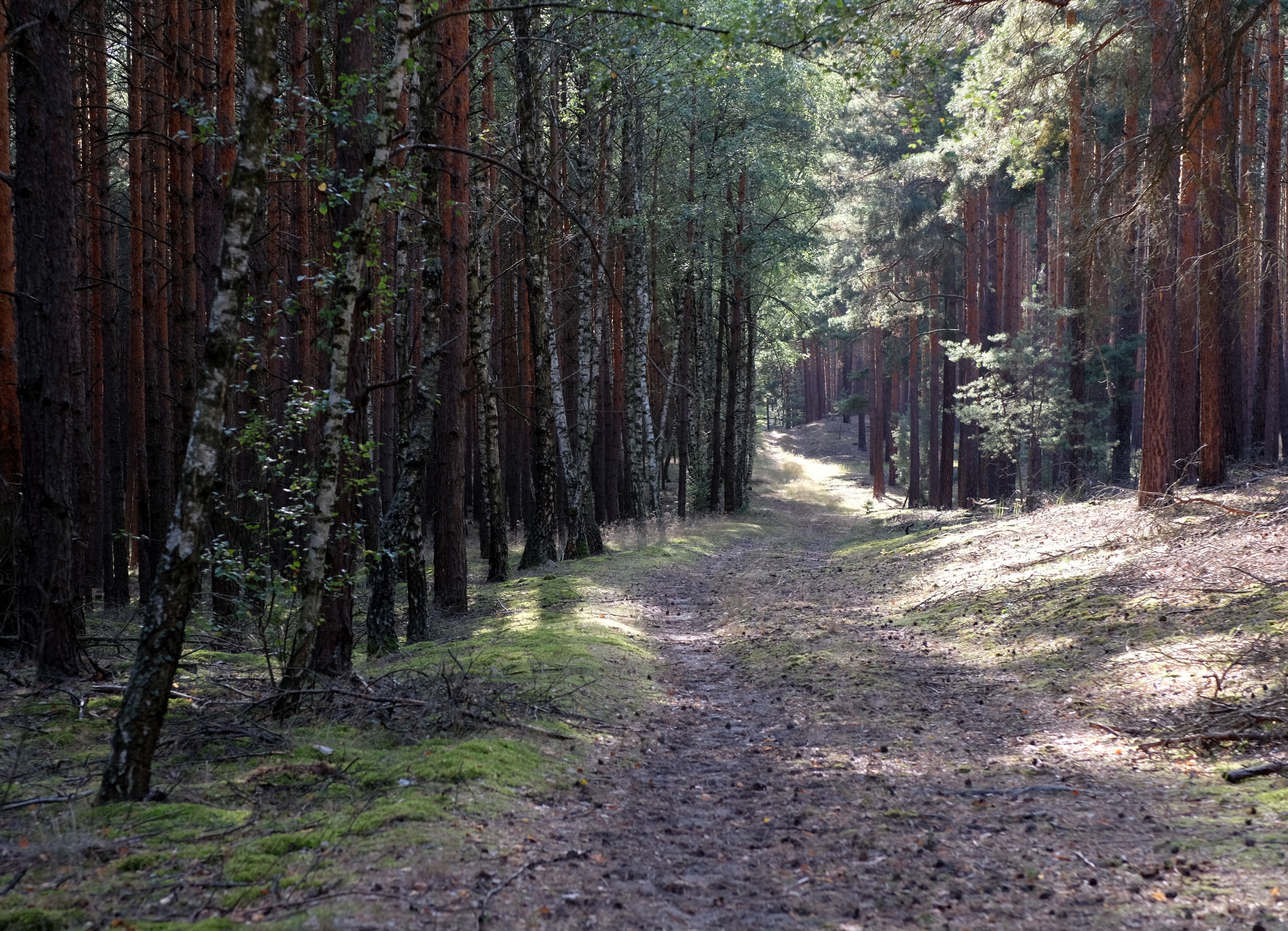 Serene Sunlit Forest Path in Summer · Free Stock Photo