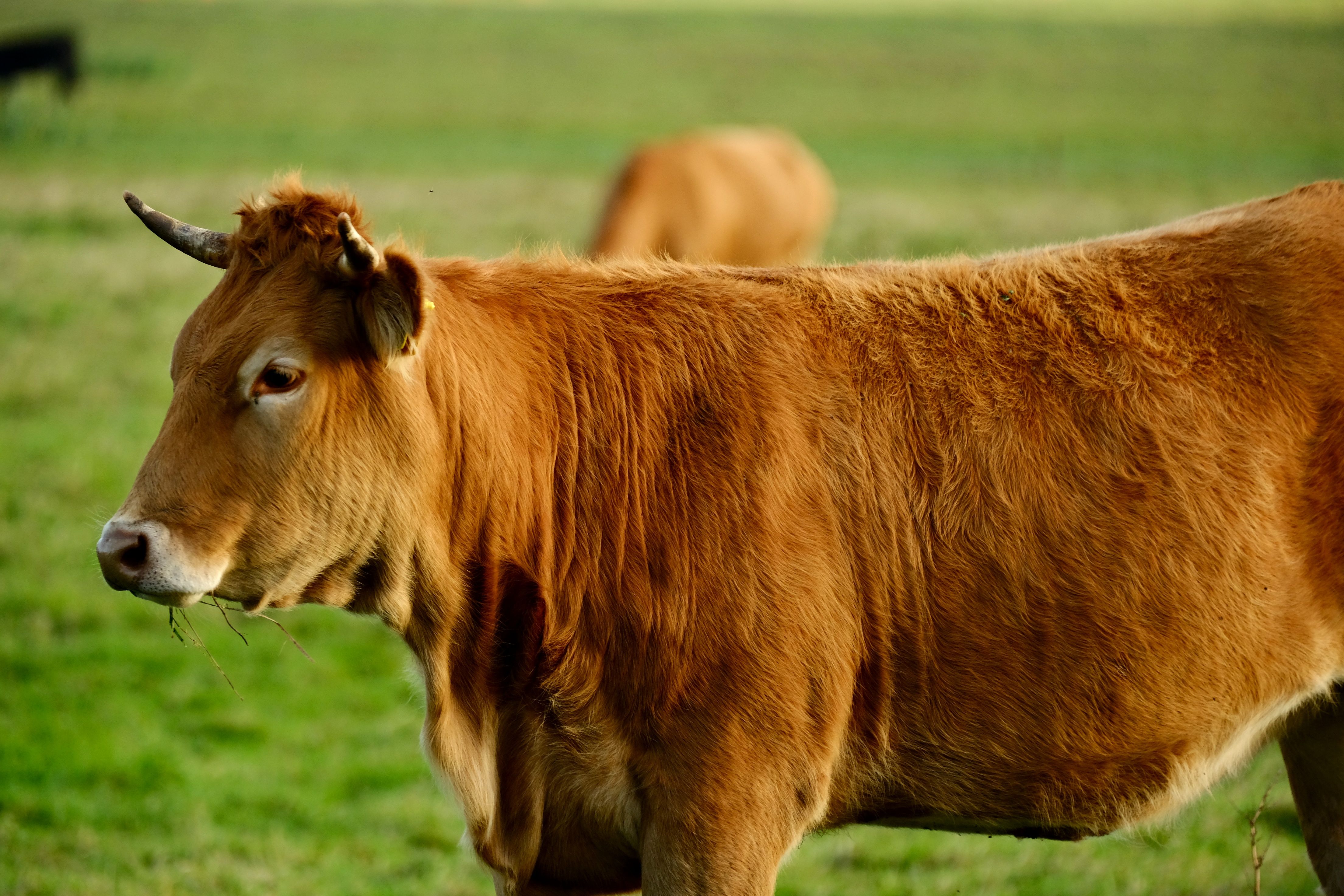 Anime Cows Photos, Download The BEST Free Anime Cows Stock Photos & HD ...