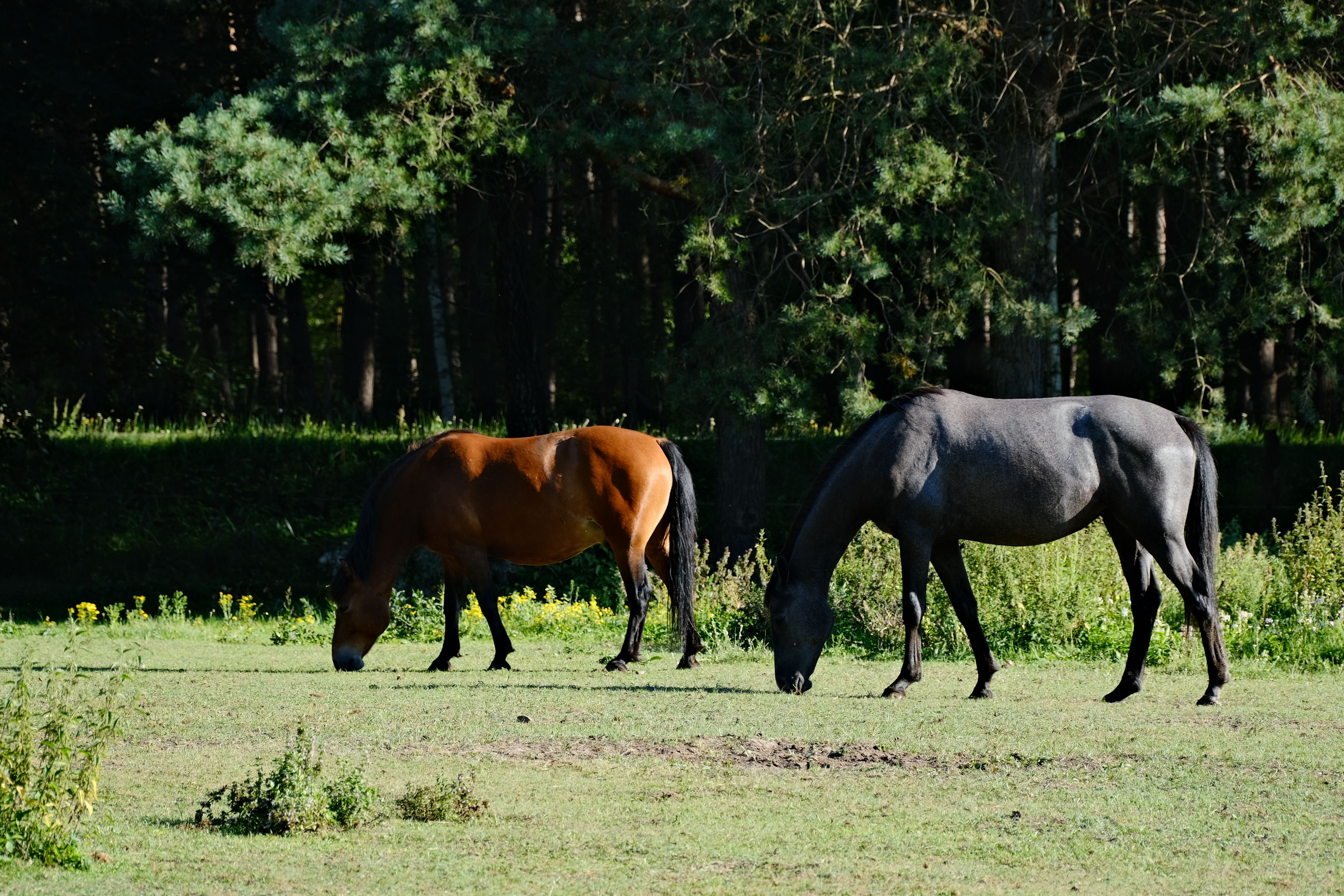 Forest Animals Photos, Download The BEST Free Forest Animals Stock ...
