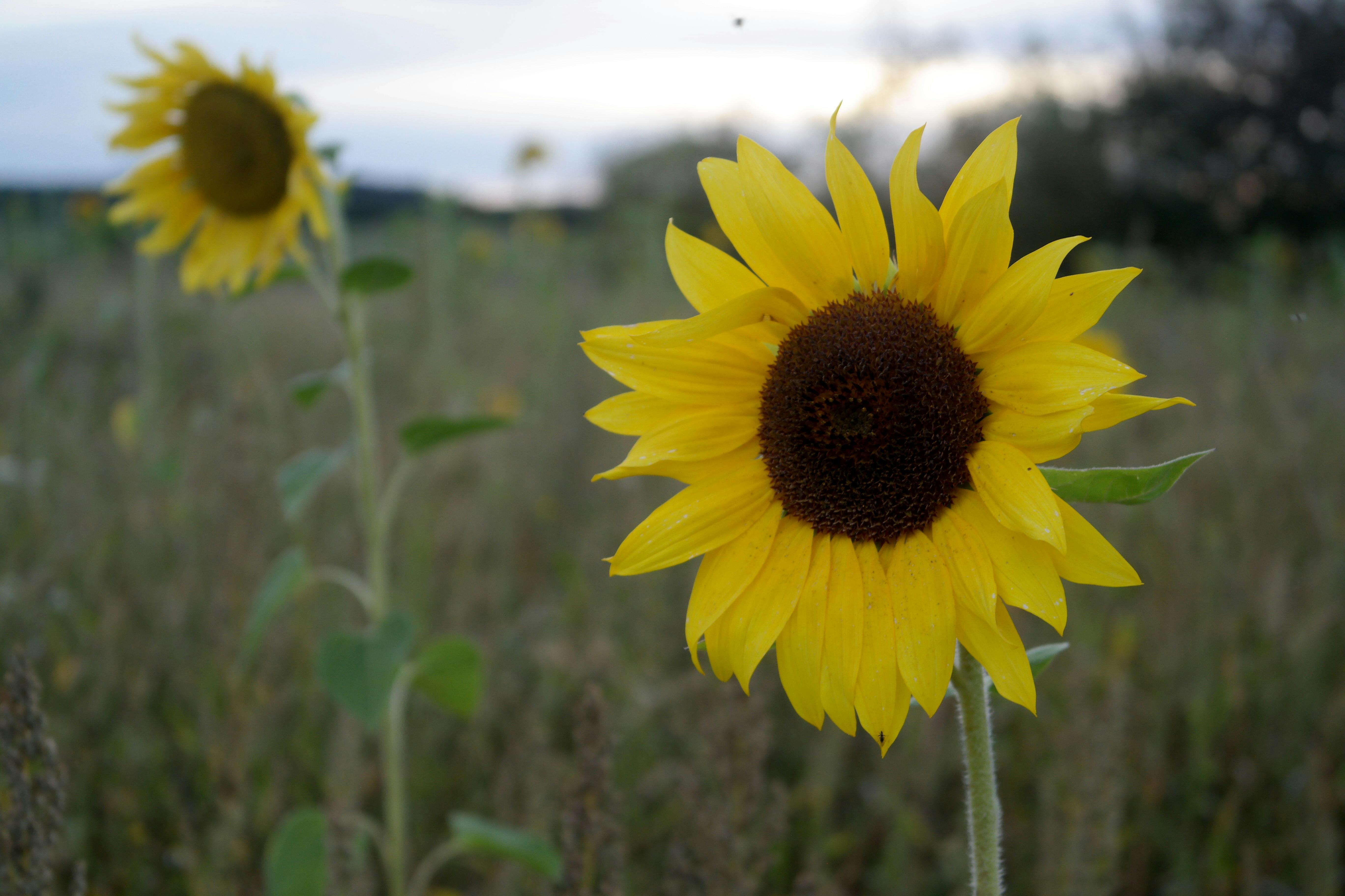 Stem Background Photos, Download The BEST Free Stem Background Stock ...