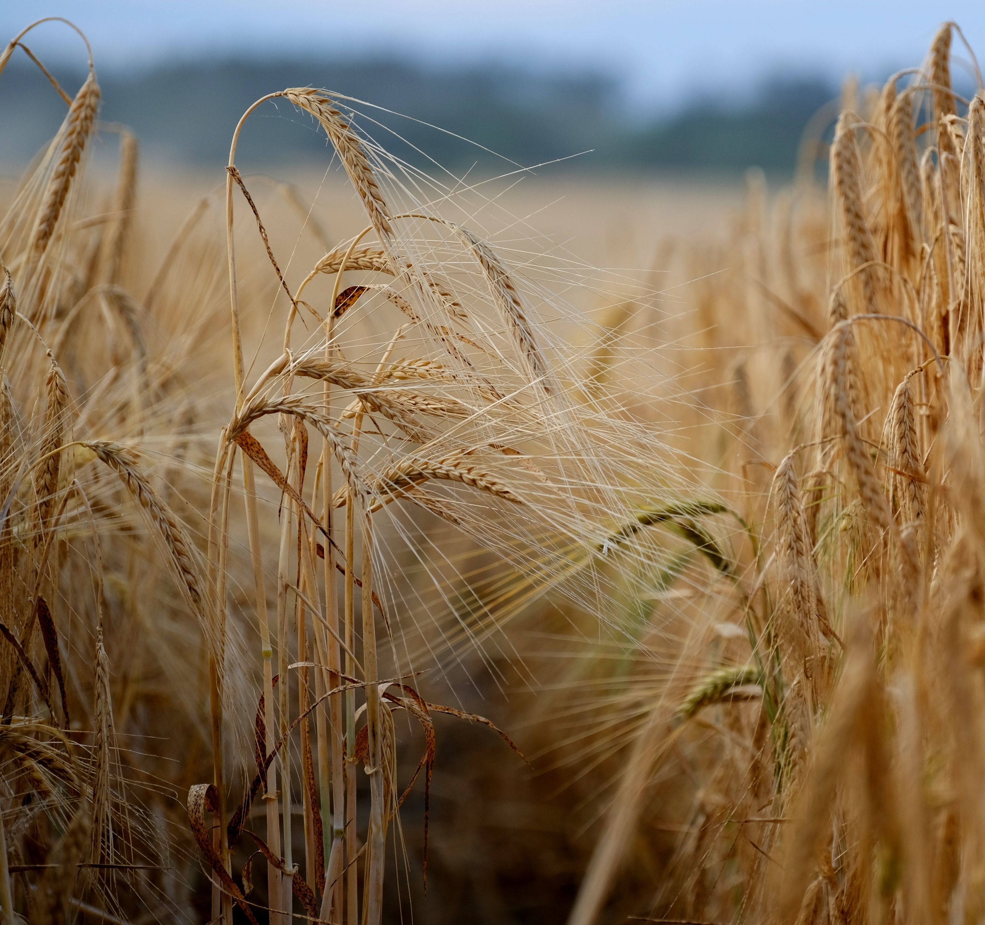Wheat Photos, Download The BEST Free Wheat Stock Photos & HD Images