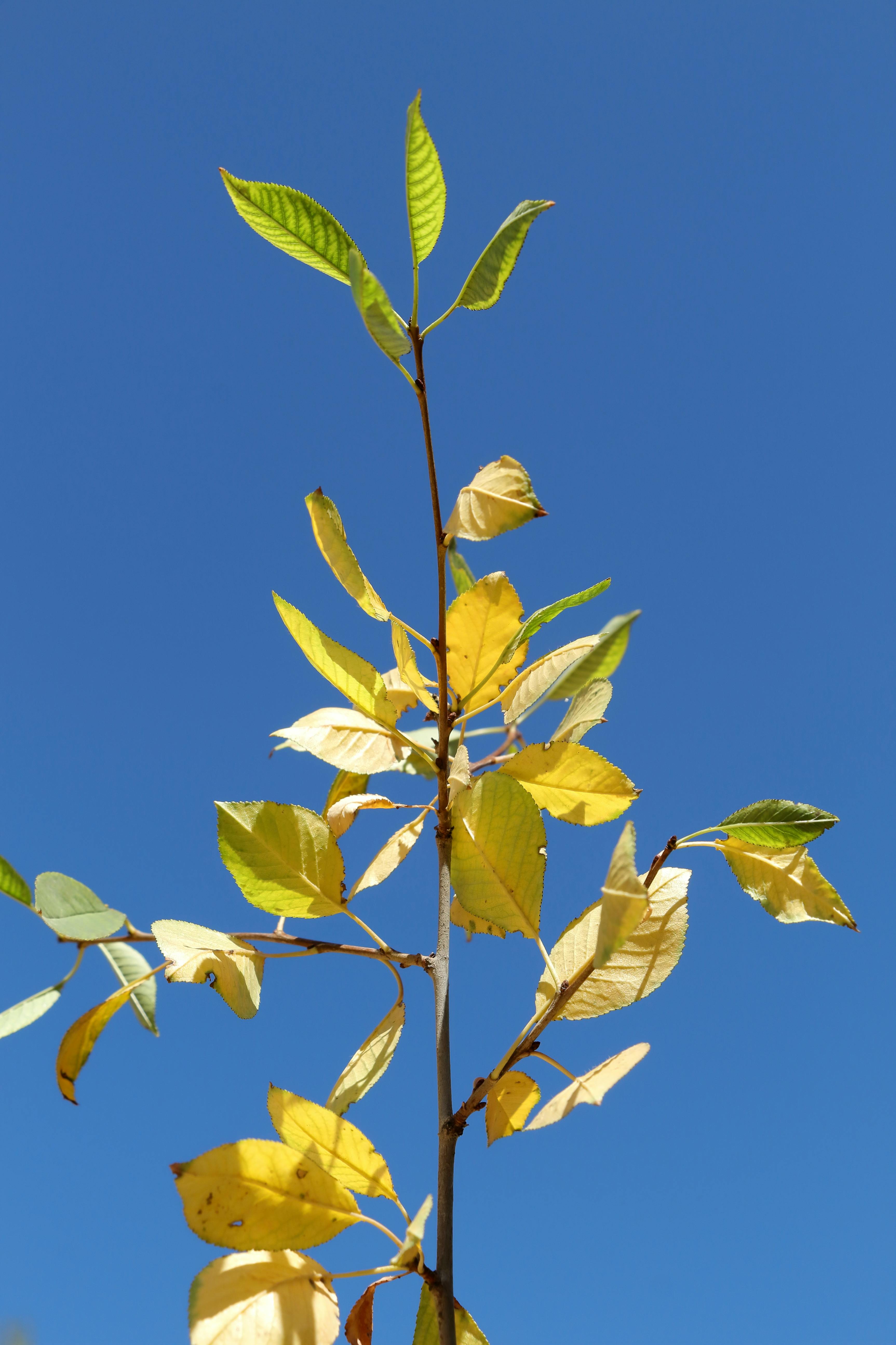 September Leaves Photos, Download The BEST Free September Leaves Stock ...