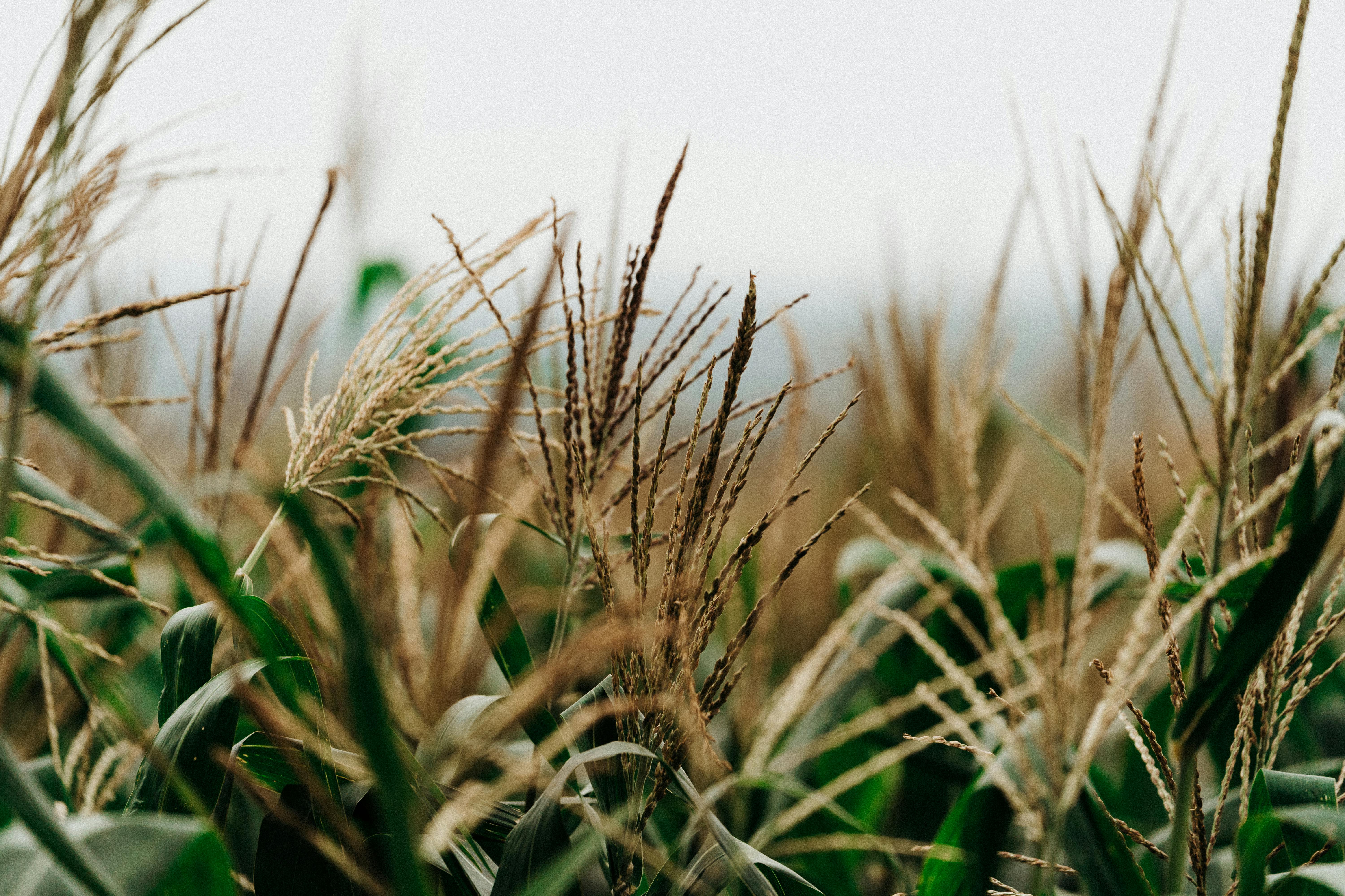 Maize Crop Photos, Download The BEST Free Maize Crop Stock Photos & HD ...