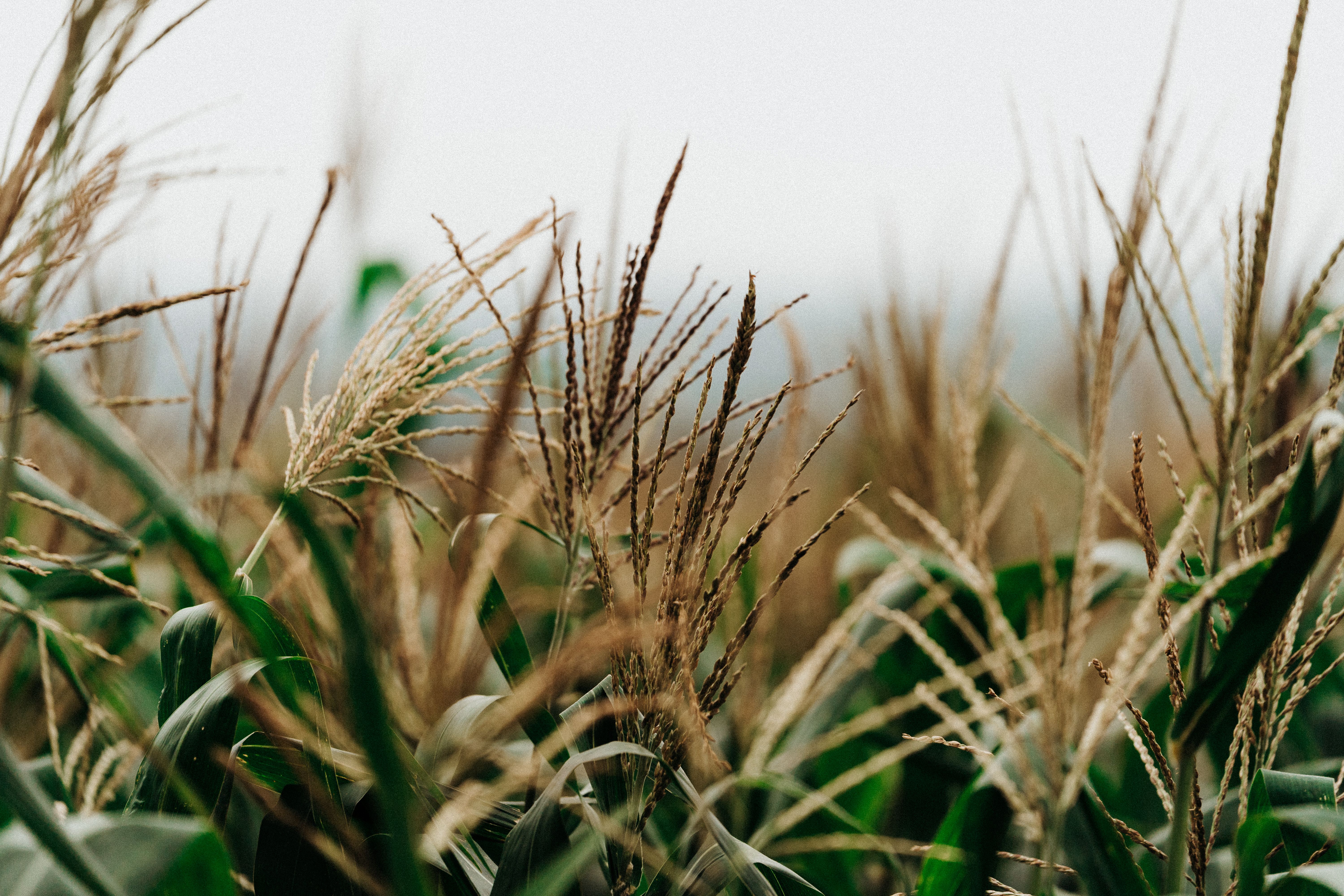 Nydelig Stalk Photos, Download The BEST Free Nydelig Stalk Stock Photos ...