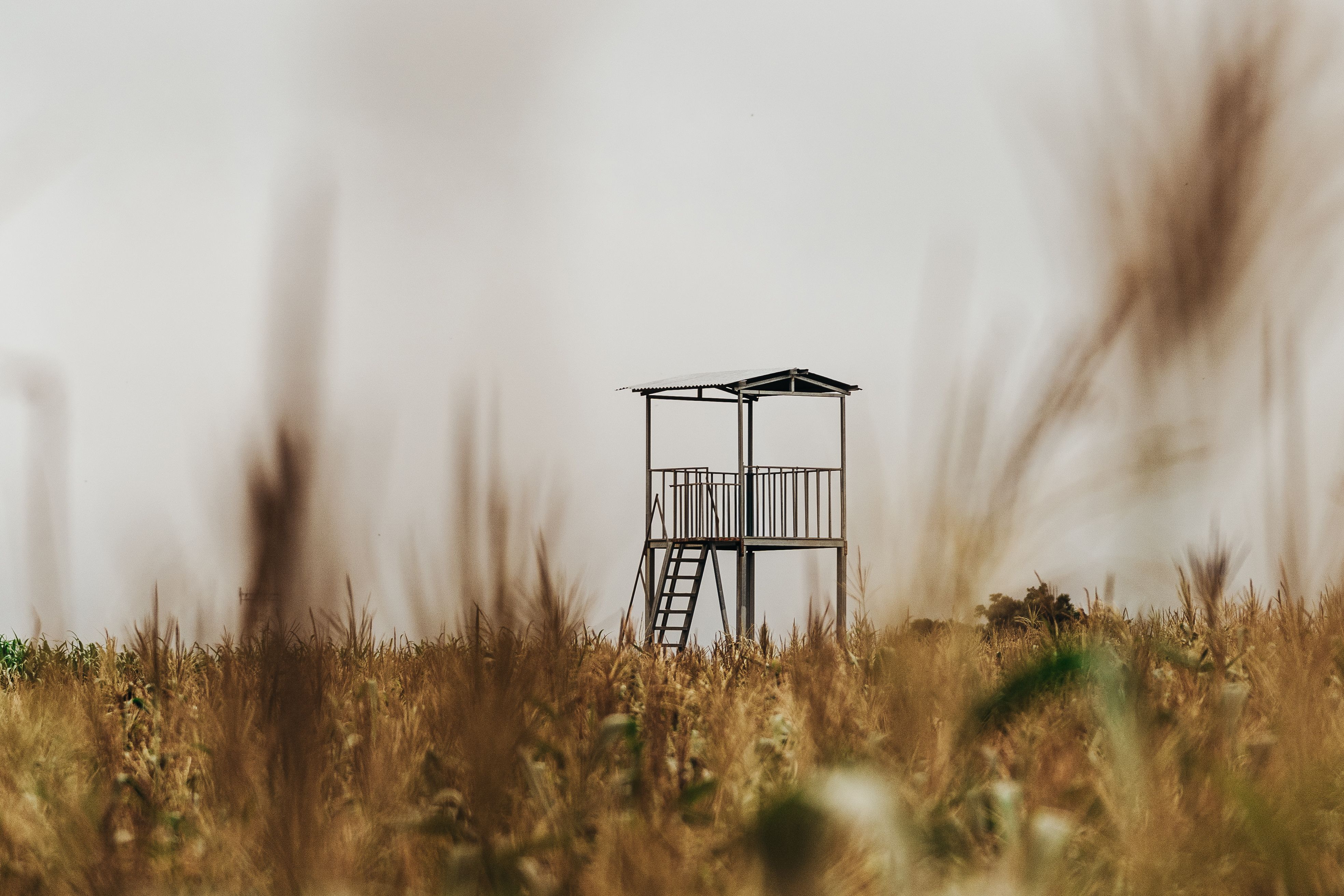 Minimalist Cornfield Landscape with Observation Tower · Free Stock Photo