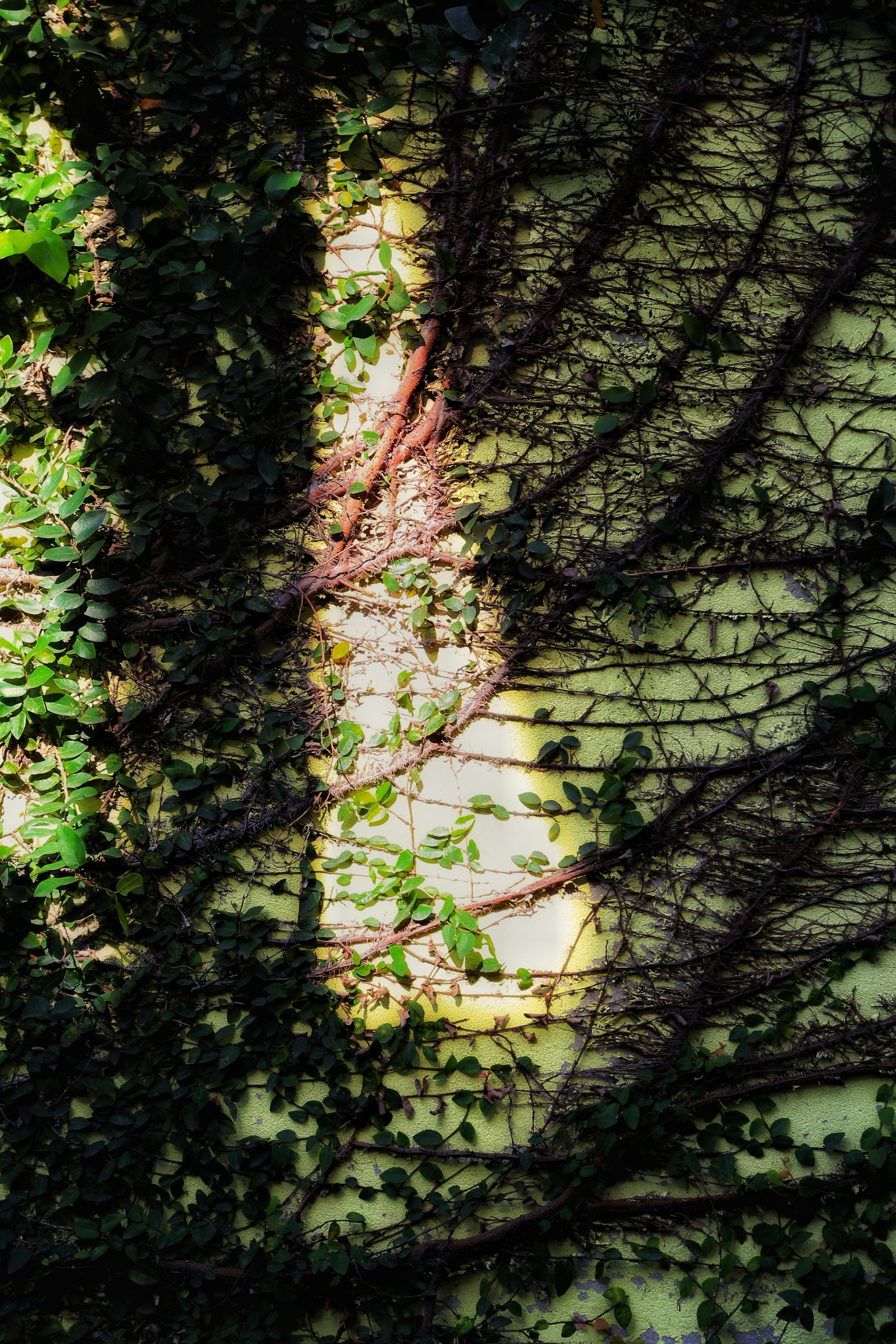 200+ Ranken Bilder und Fotos · Kostenlos Downloaden · Pexels Stock-Fotos