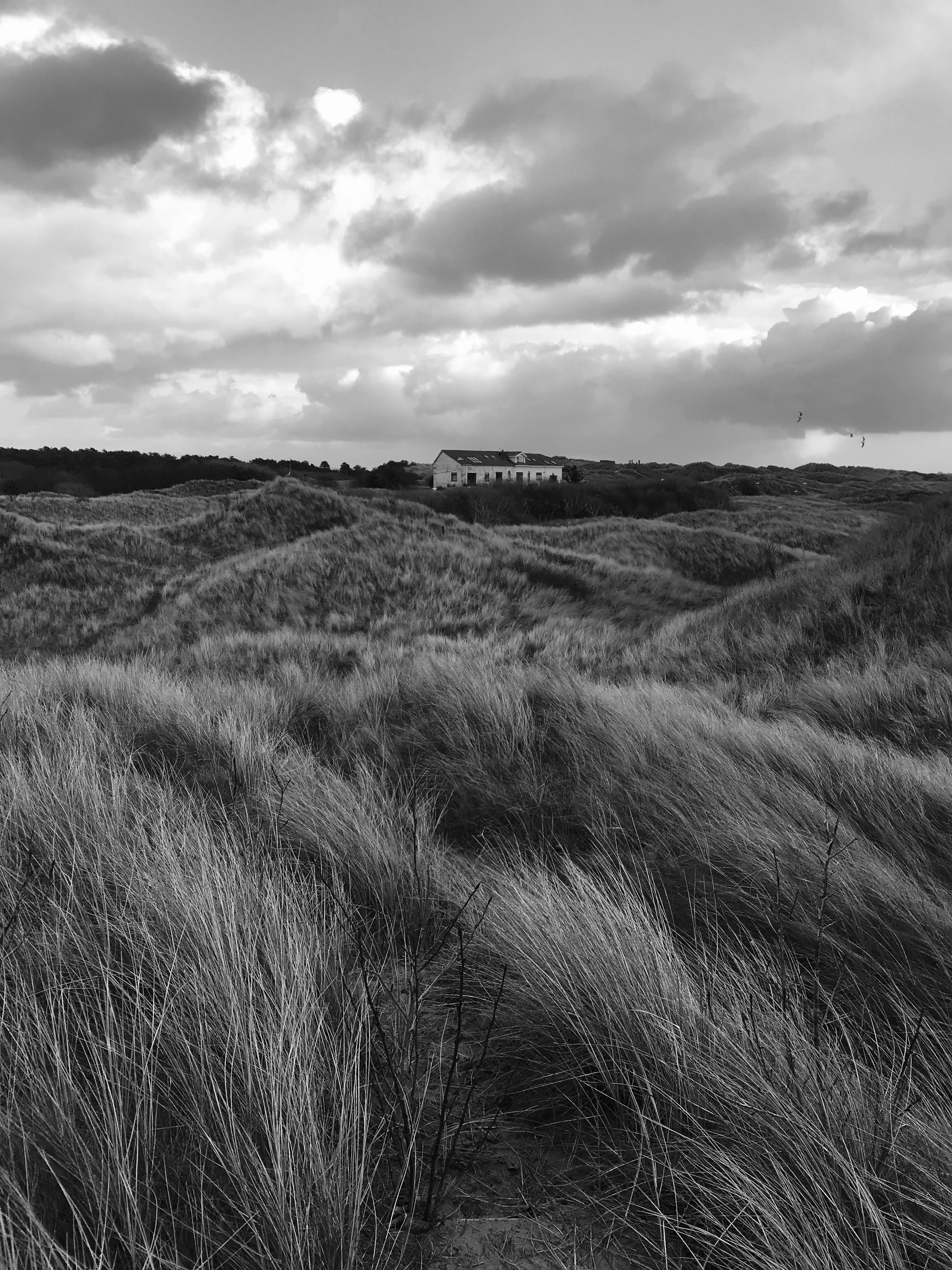 Grayscale Photo of Grass Field · Free Stock Photo