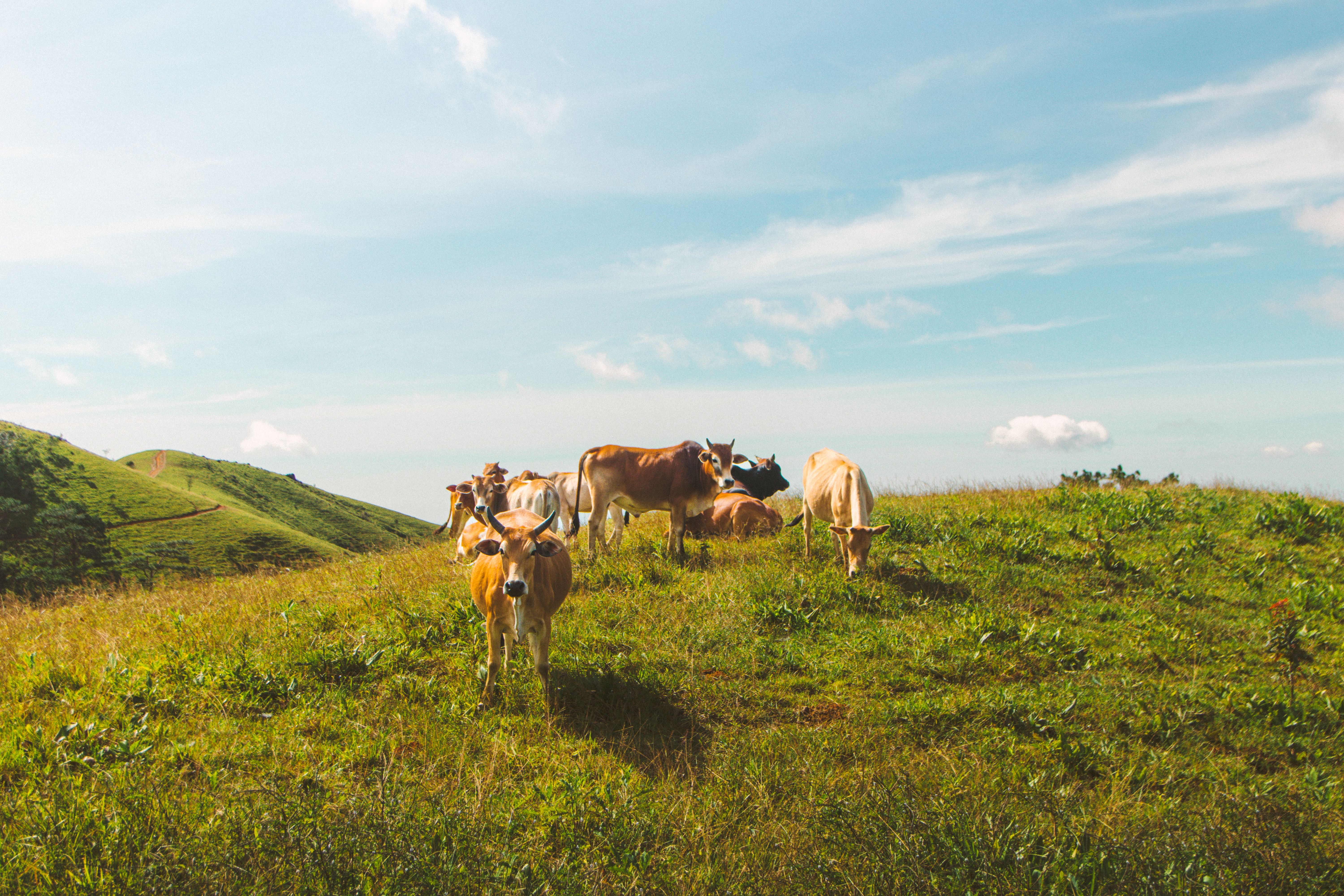 Cows Grazing on Hill in Lâm Đồng, Việt Nam · Free Stock Photo