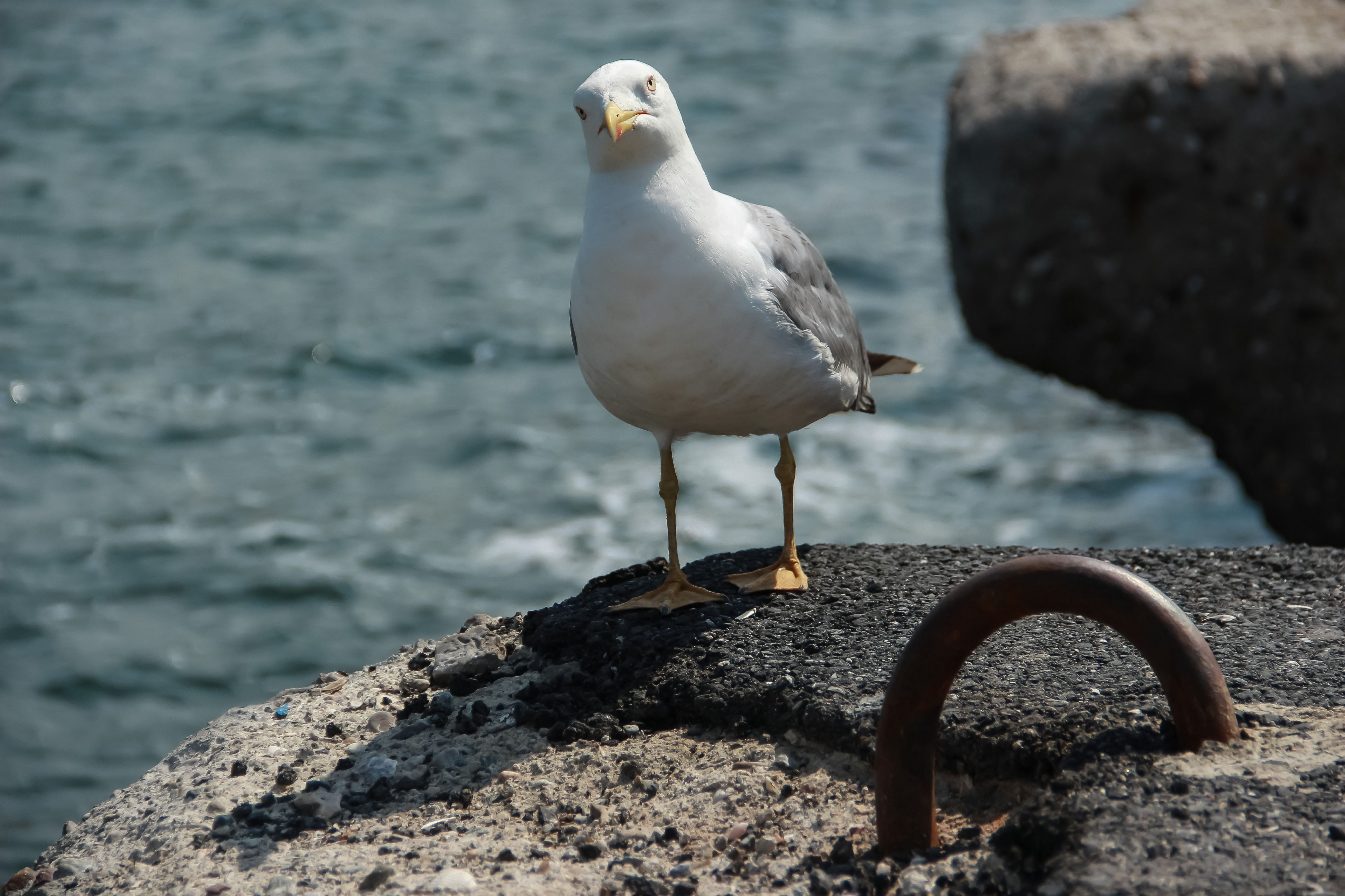 Perched Seagull · Free Stock Photo