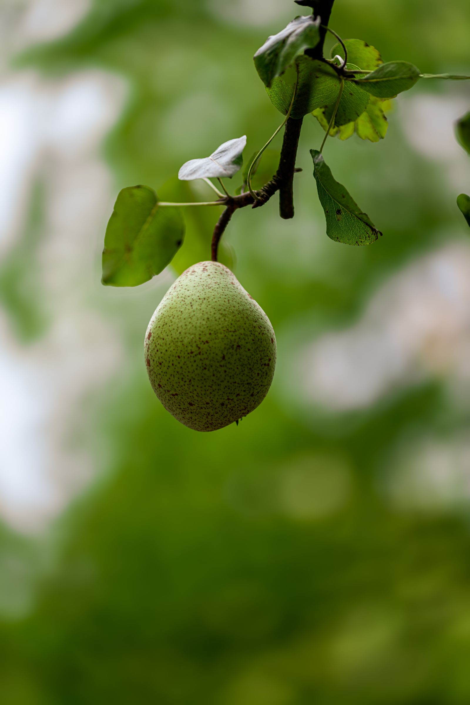 Partridge In A Pear Tree Photos, Download The BEST Free Partridge In A ...