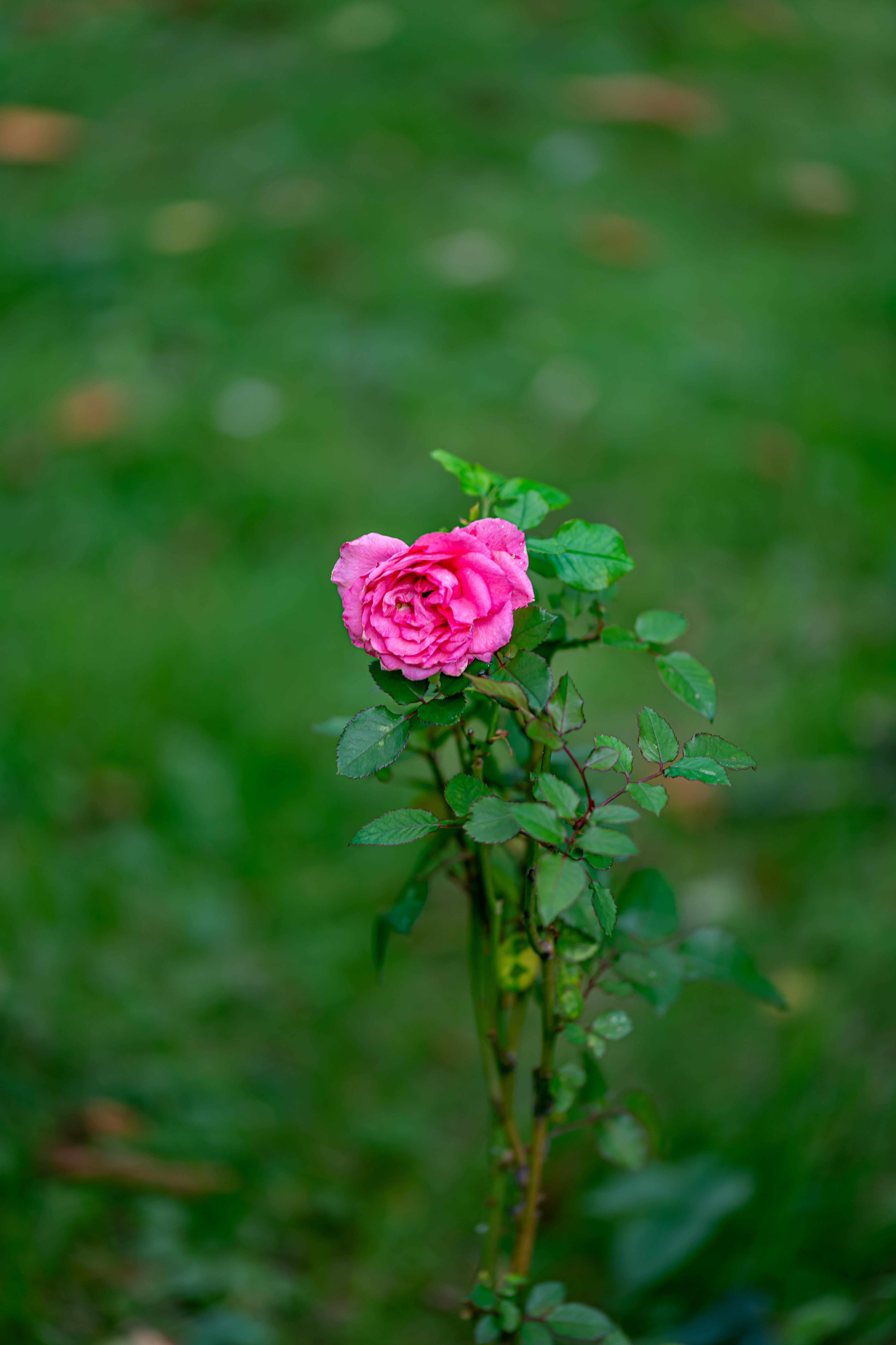 Rose Flower Poke Photos, Download The BEST Free Rose Flower Poke Stock ...