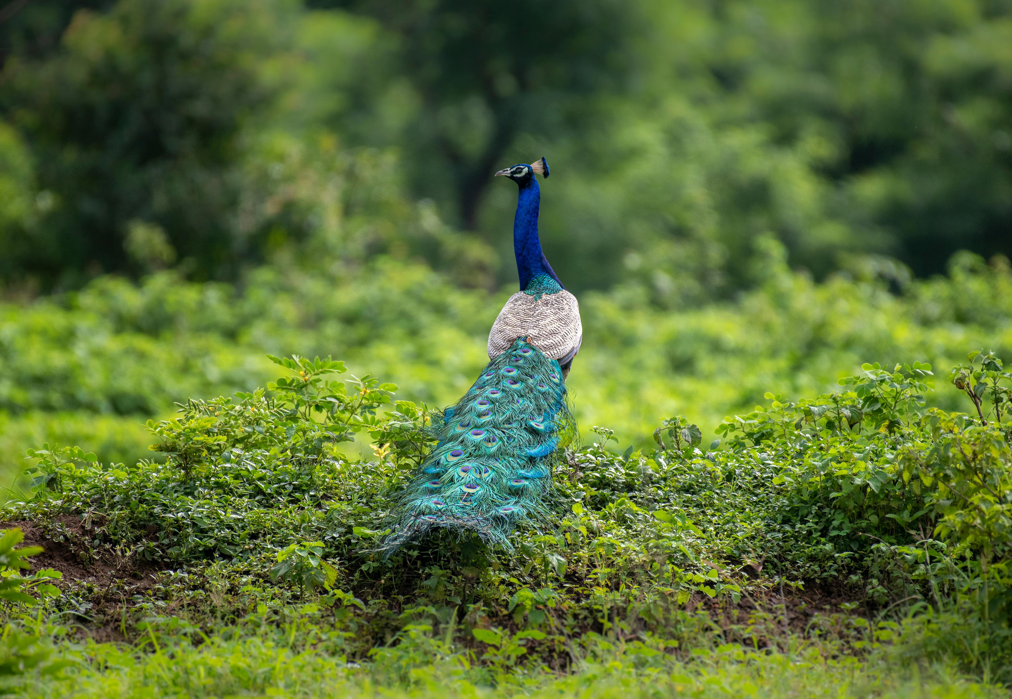 Peacock Images Photos, Download The BEST Free Peacock Images Stock ...