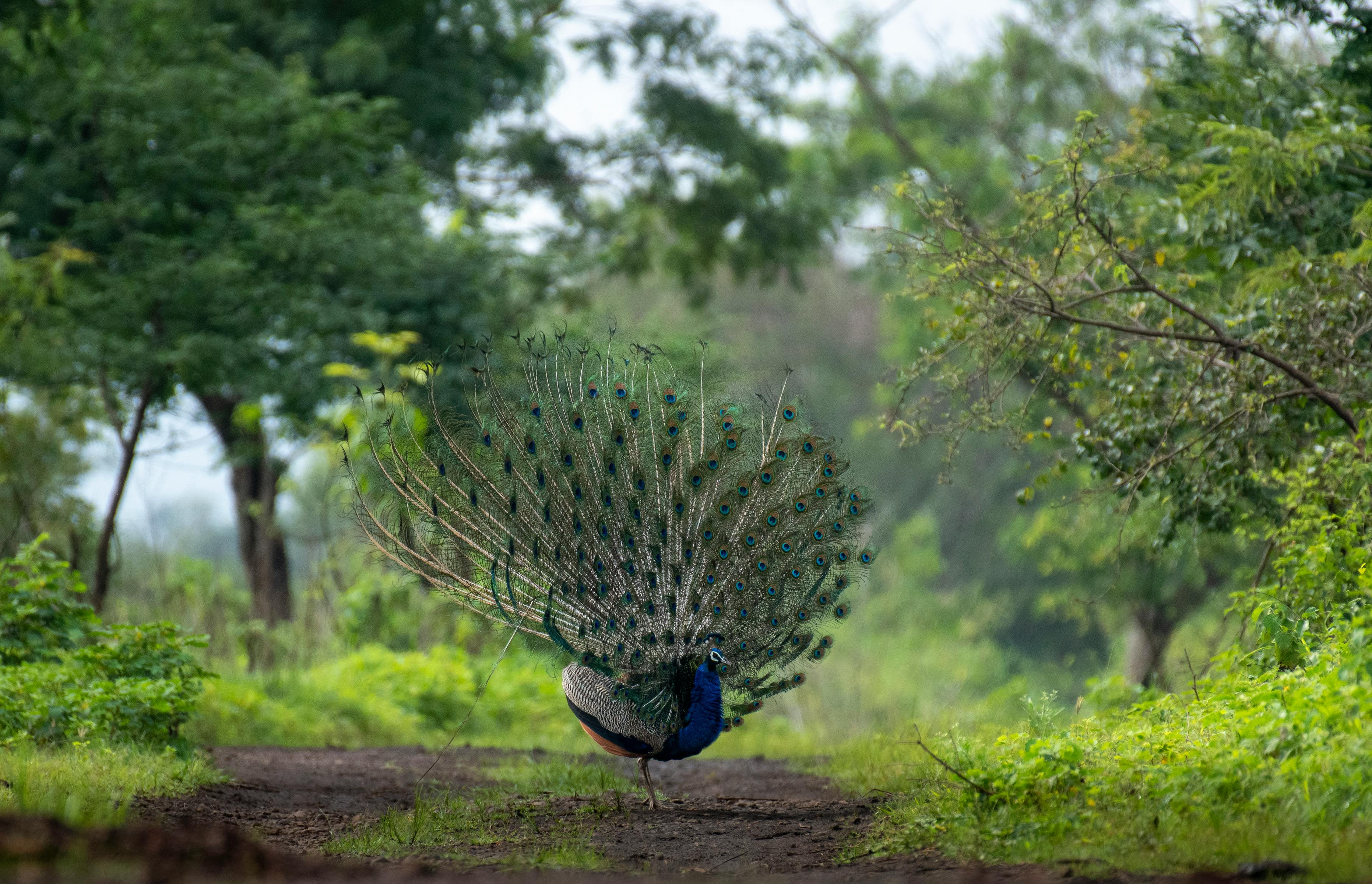 Peacock Images Photos, Download The BEST Free Peacock Images Stock ...