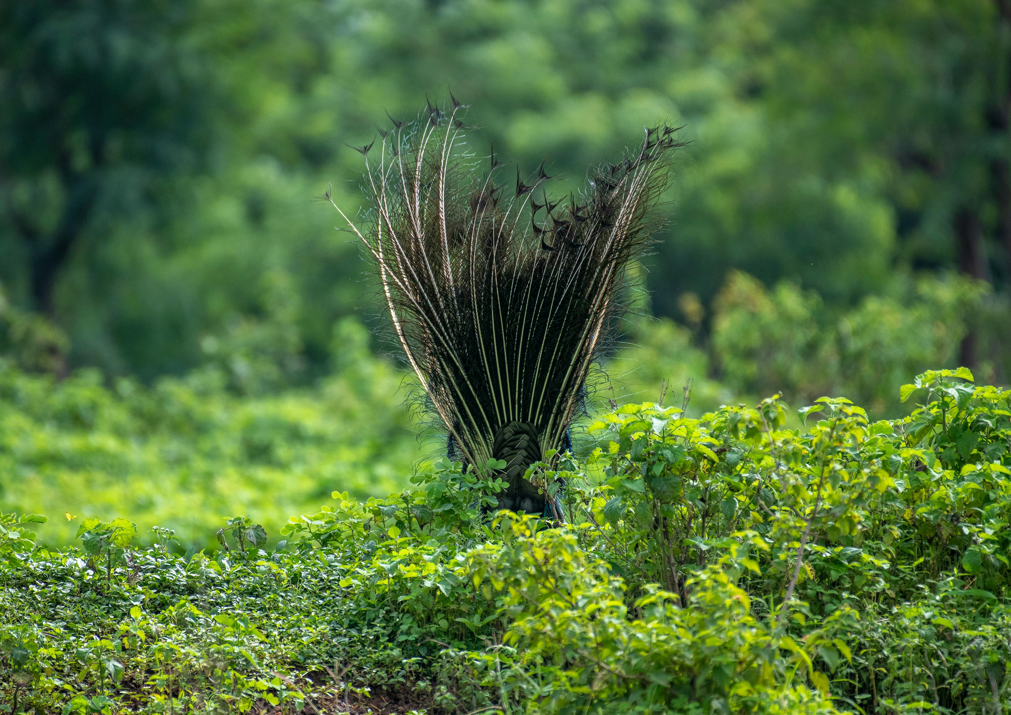 Peacock Images Photos, Download The BEST Free Peacock Images Stock ...