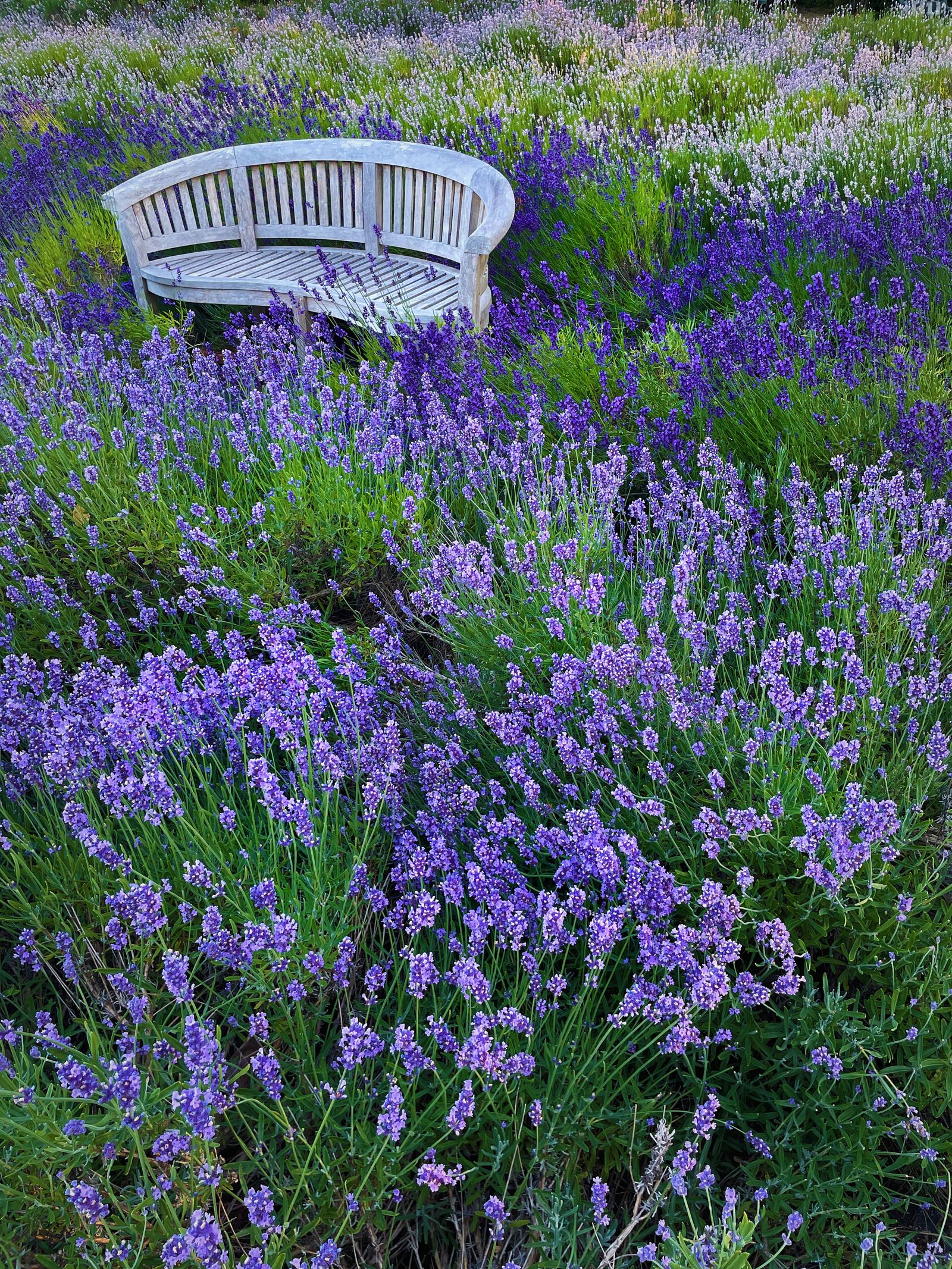 Lavender Flowers Photos, Download The BEST Free Lavender Flowers Stock ...