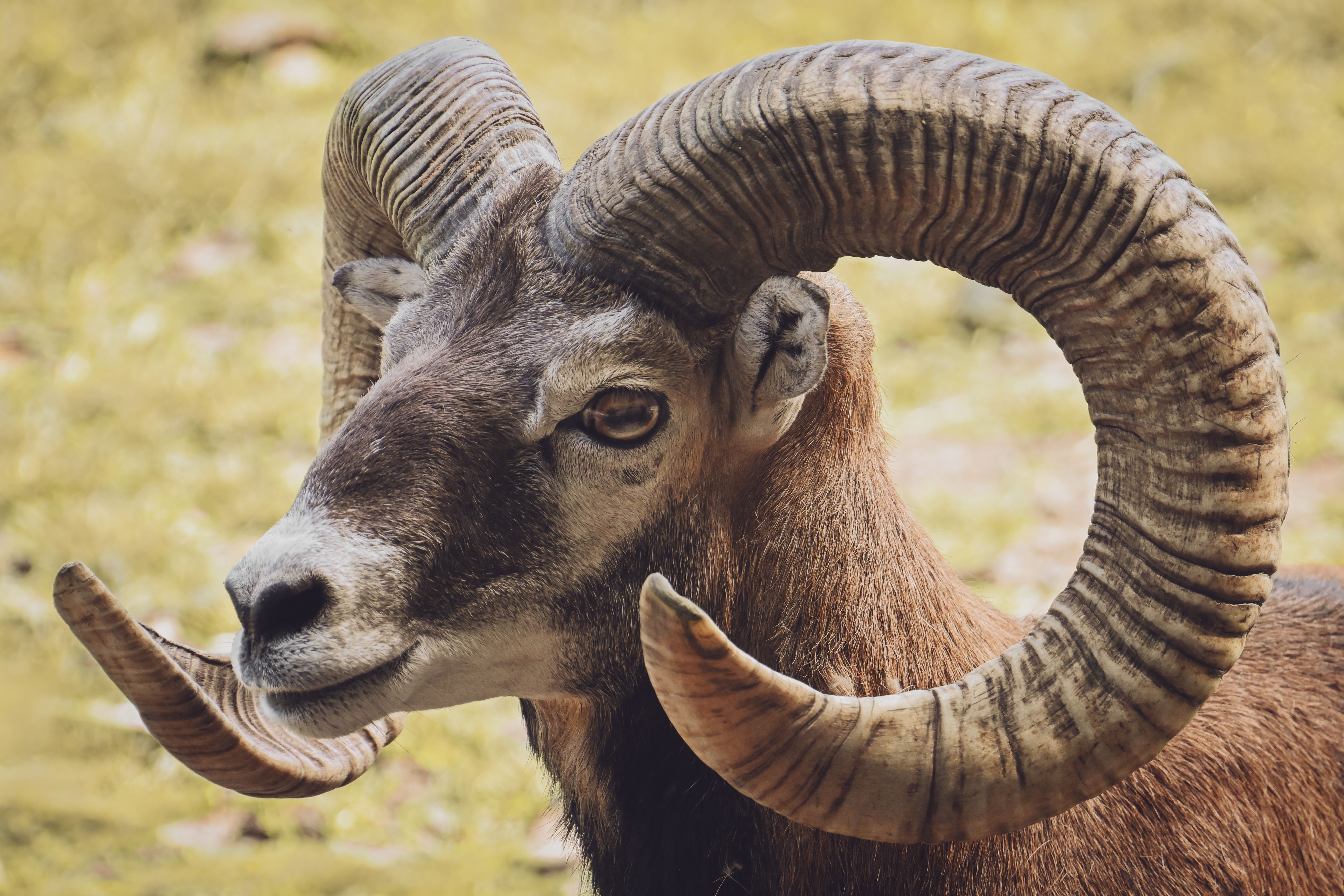 Close-up of a Wild Mouflon Ram in Nature · Free Stock Photo