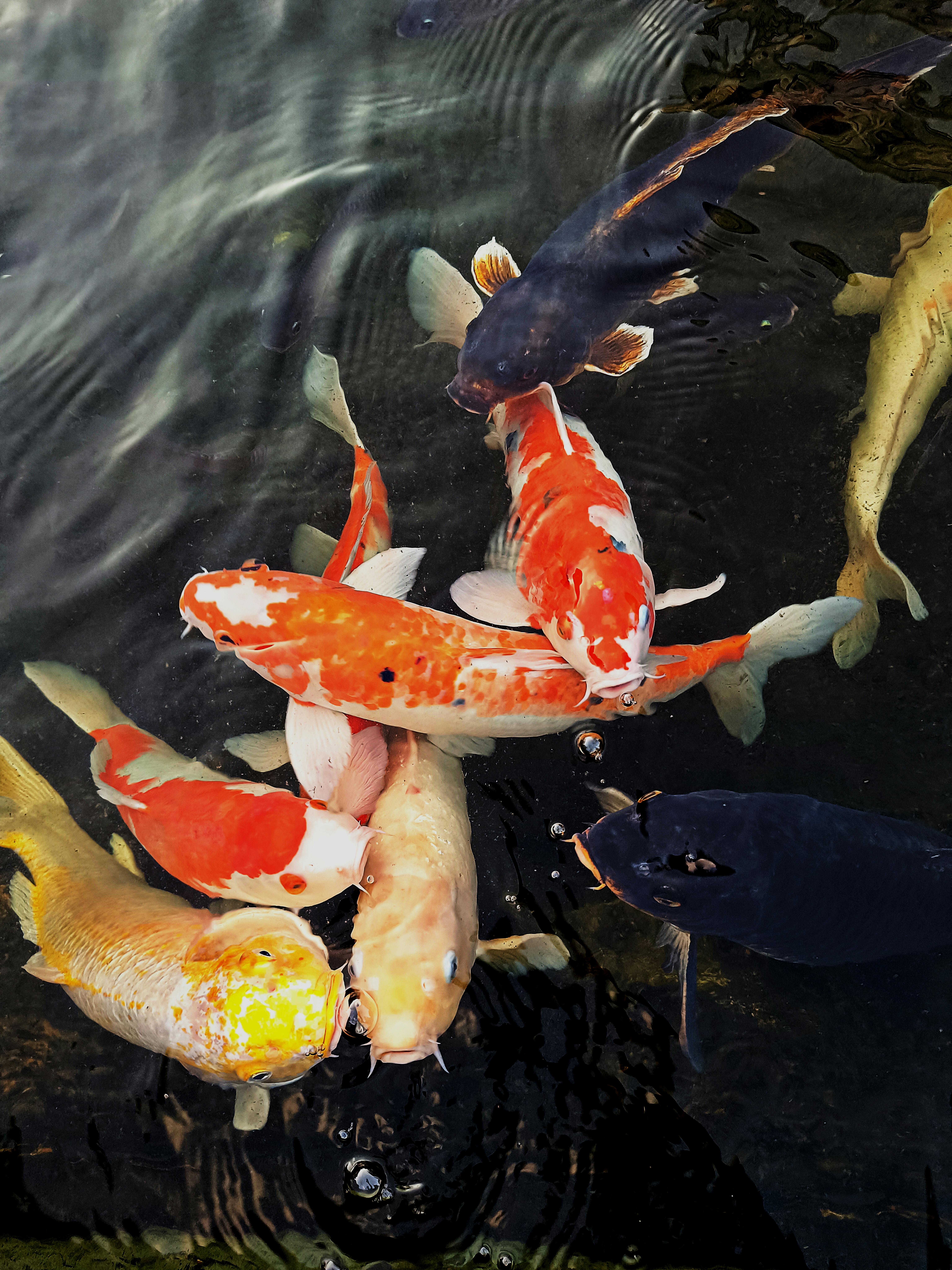Goldfish Photos, Download The BEST Free Goldfish Stock Photos & HD Images