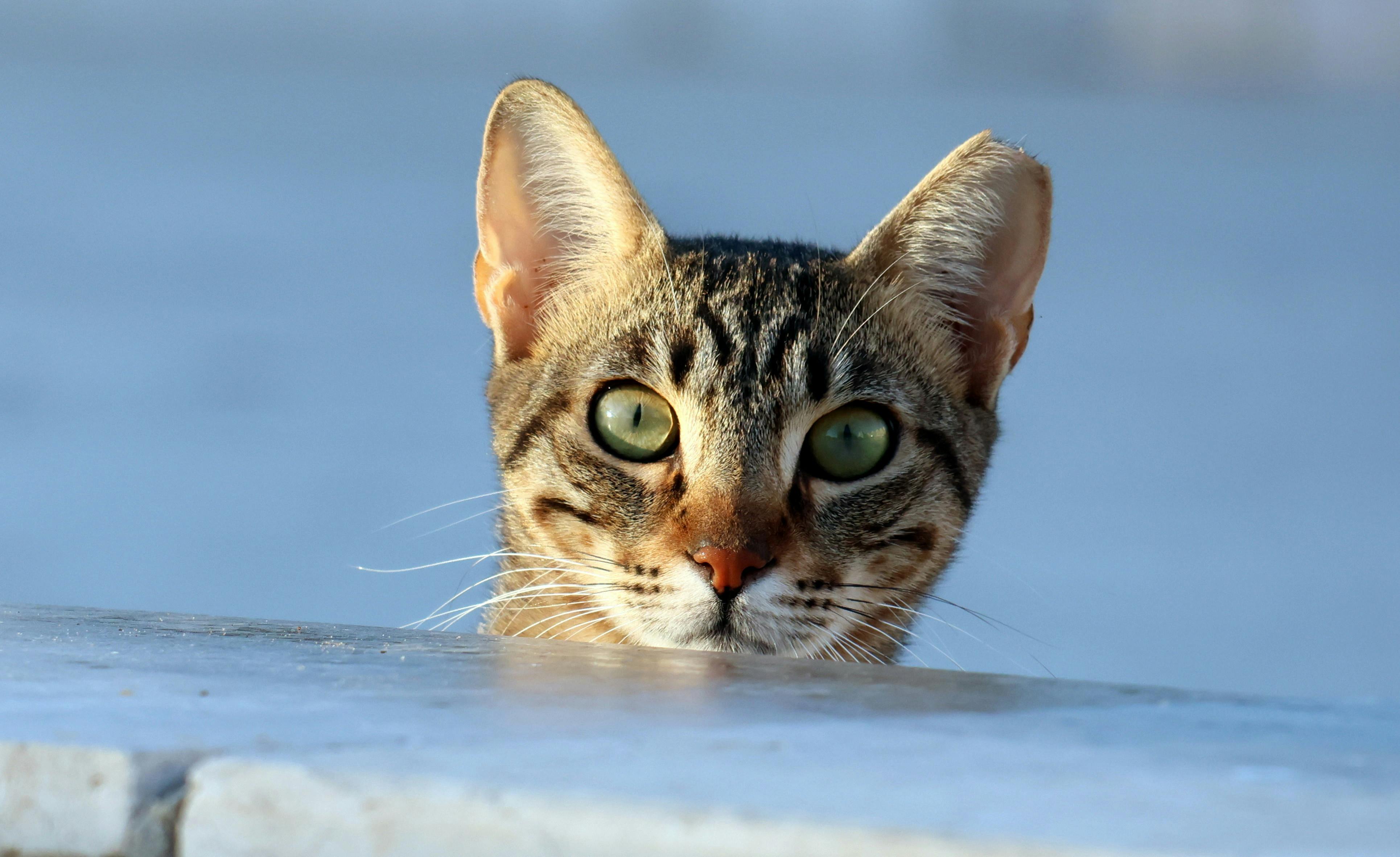 Cat Head Photos, Download The BEST Free Cat Head Stock Photos & HD Images