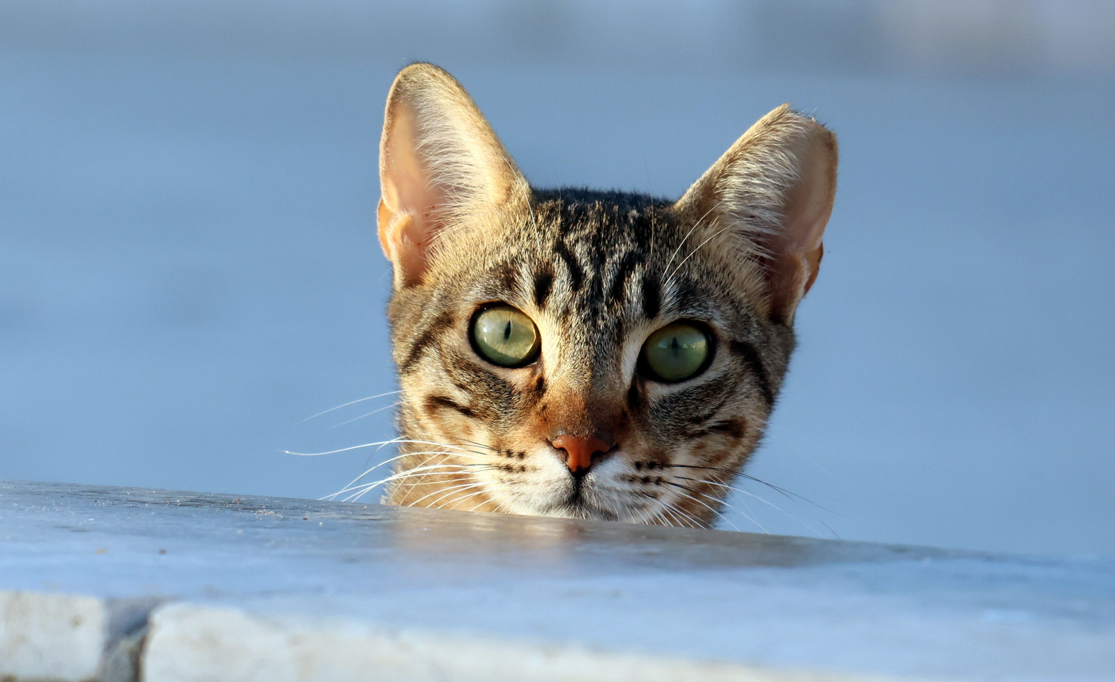Curious Cat Peering Over Marble Surface · Free Stock Photo