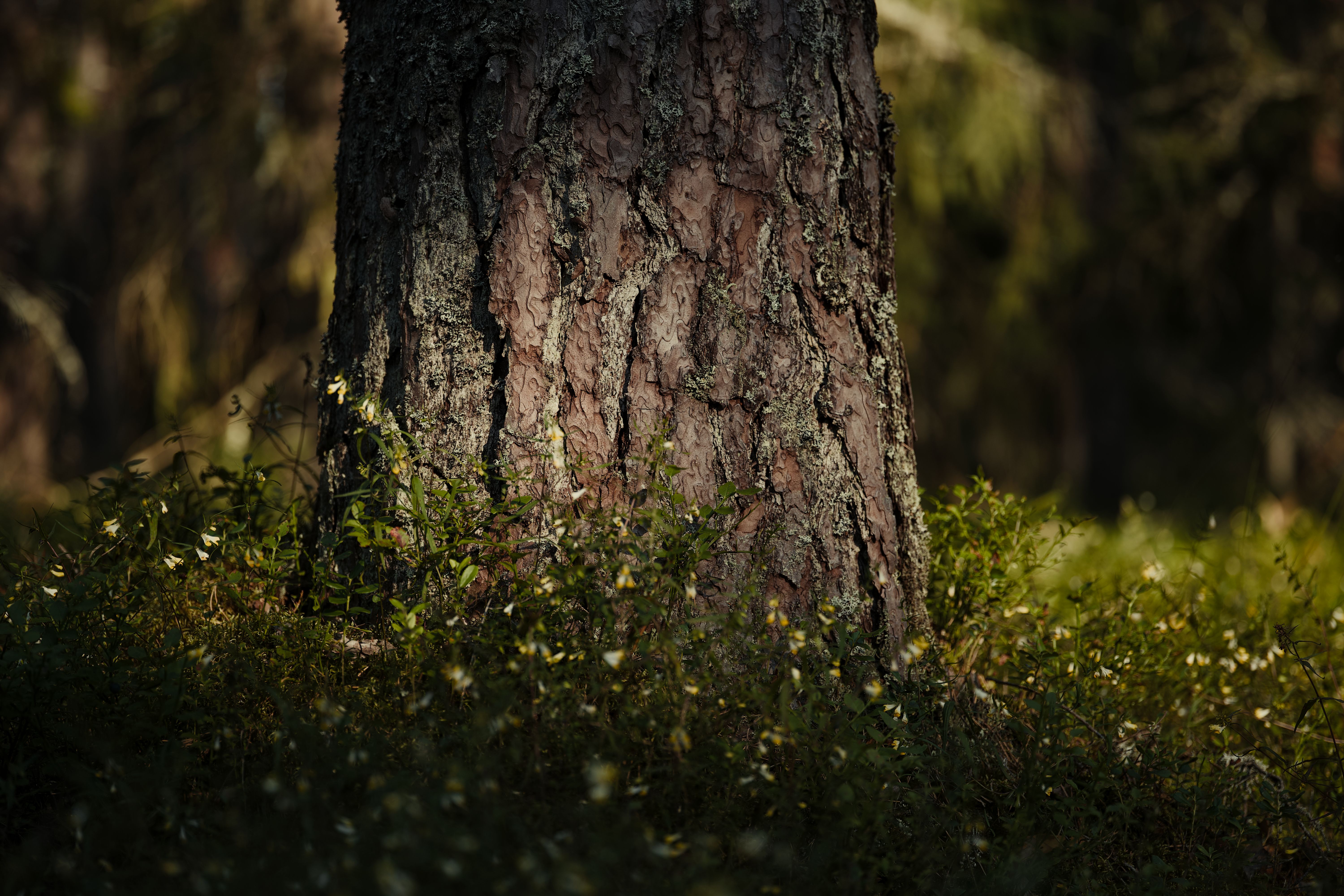 Nature Texture Photos, Download The BEST Free Nature Texture Stock ...