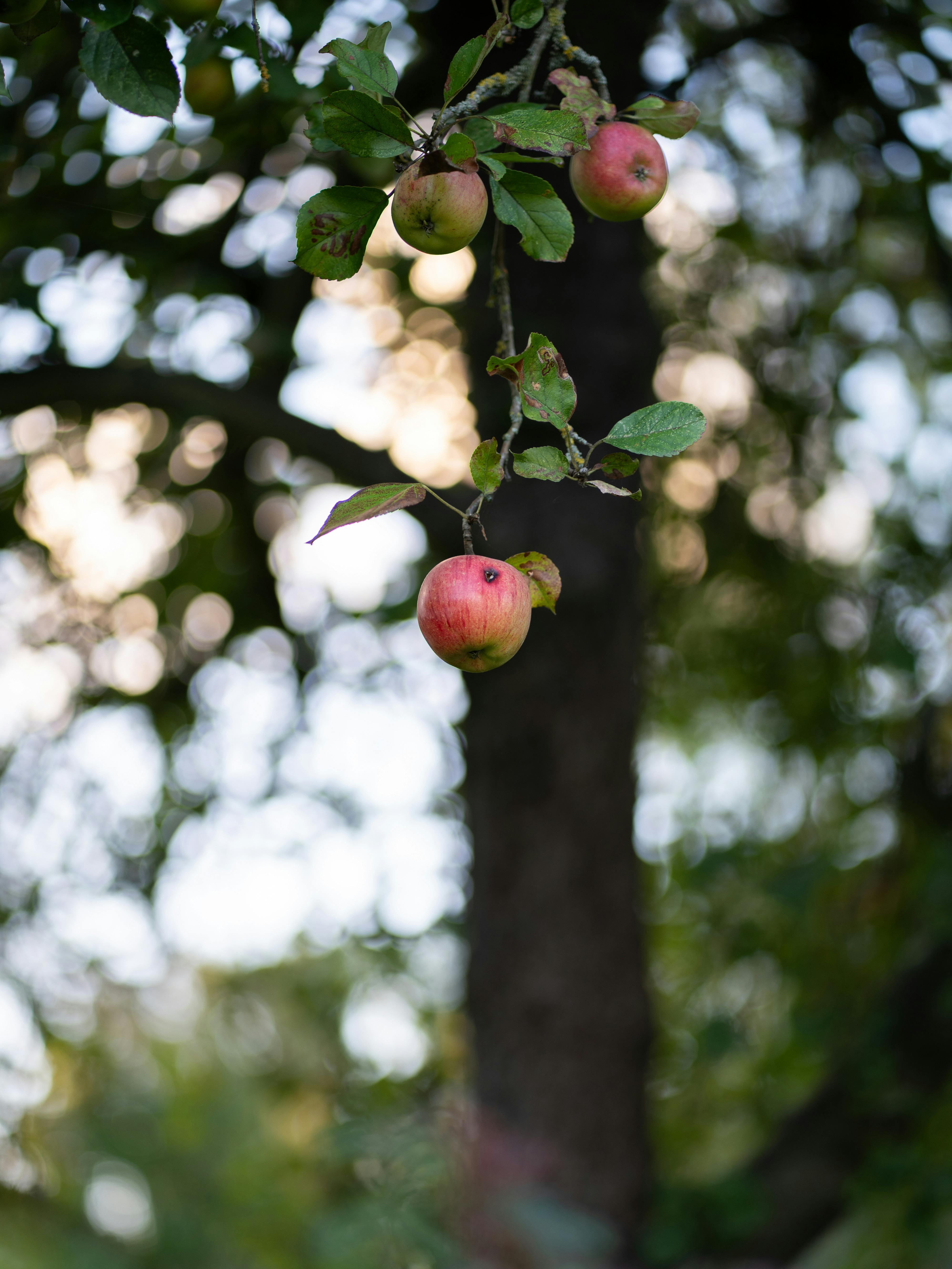 700+ Apfelbaum Bilder und Fotos · Kostenlos Downloaden · Pexels Stock-Fotos