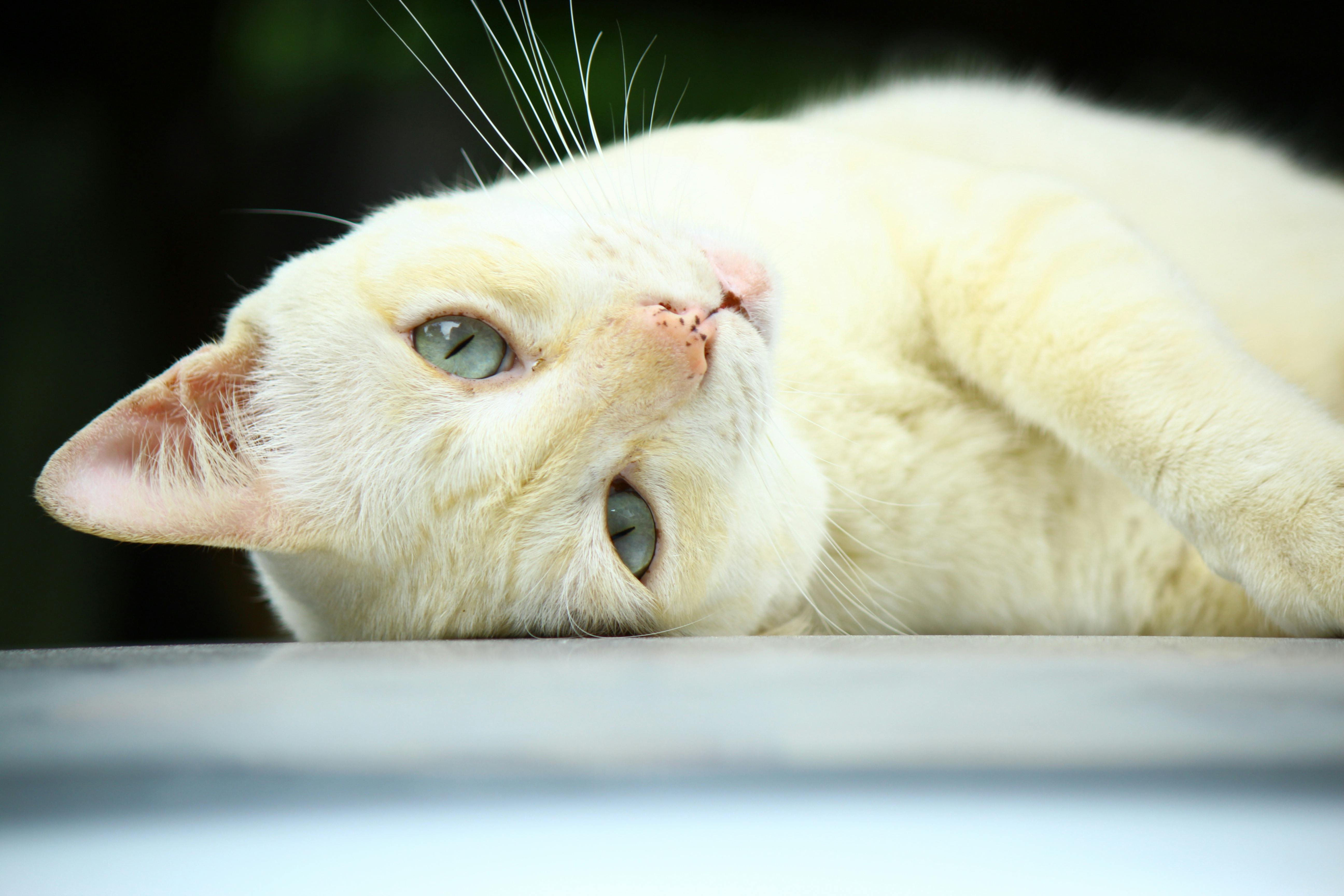 Alien Cat Photos, Download The BEST Free Alien Cat Stock Photos & HD Images