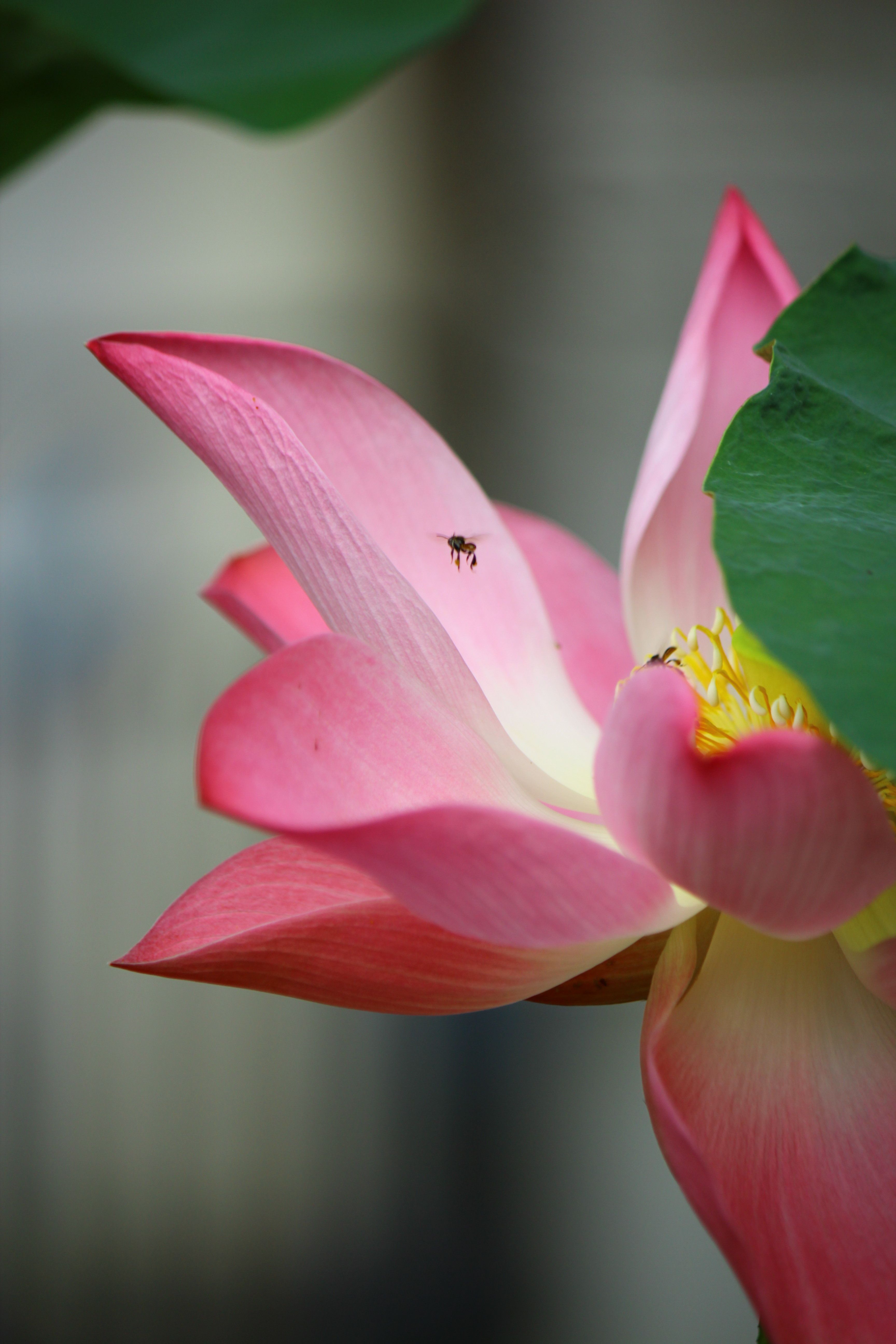 Close-up of a Pink Lotus Flower with Bee · Free Stock Photo