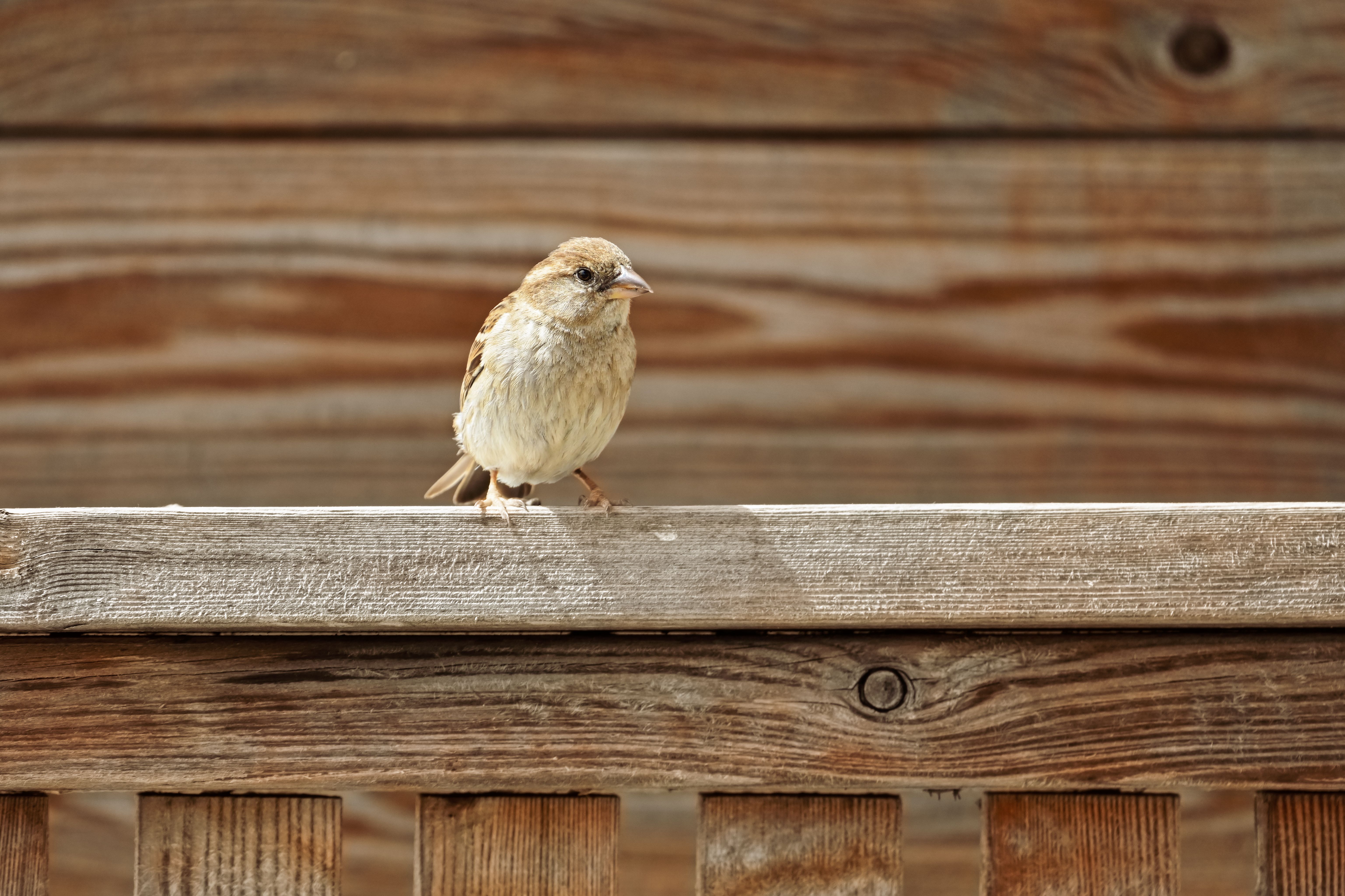 Charming Sparrow on Rustic Wooden Fence · Free Stock Photo