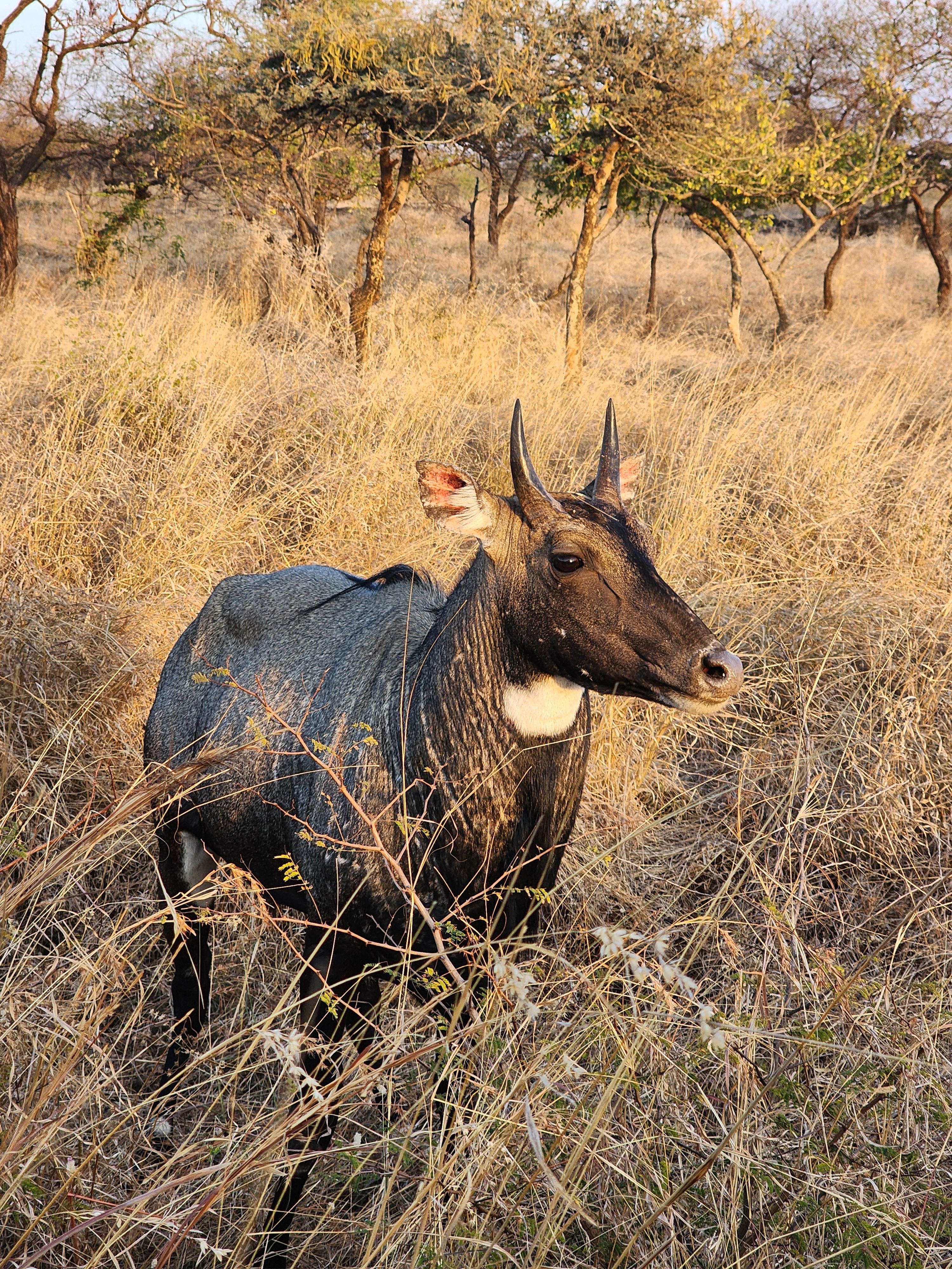 Nilgai Grazing in Dry Grassland Habitat · Free Stock Photo